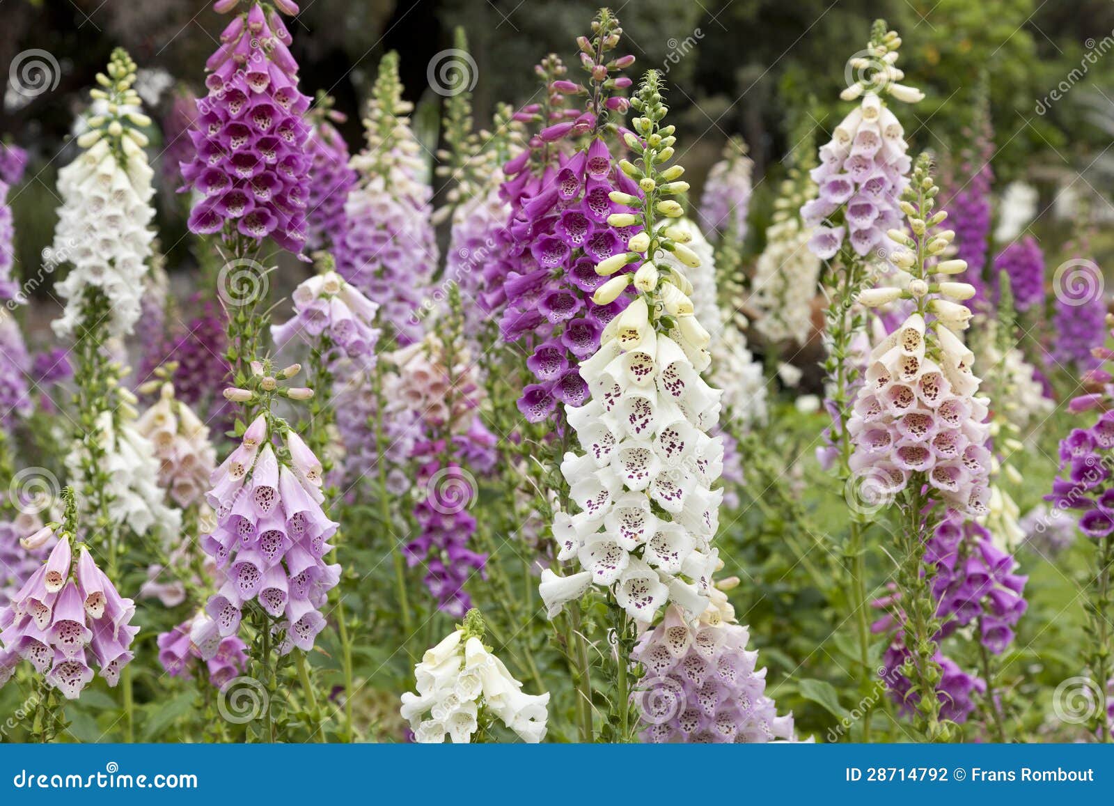 Ny blomma digitalis arkivfoto. Bild av foxgkärlek, växt - 28714792
