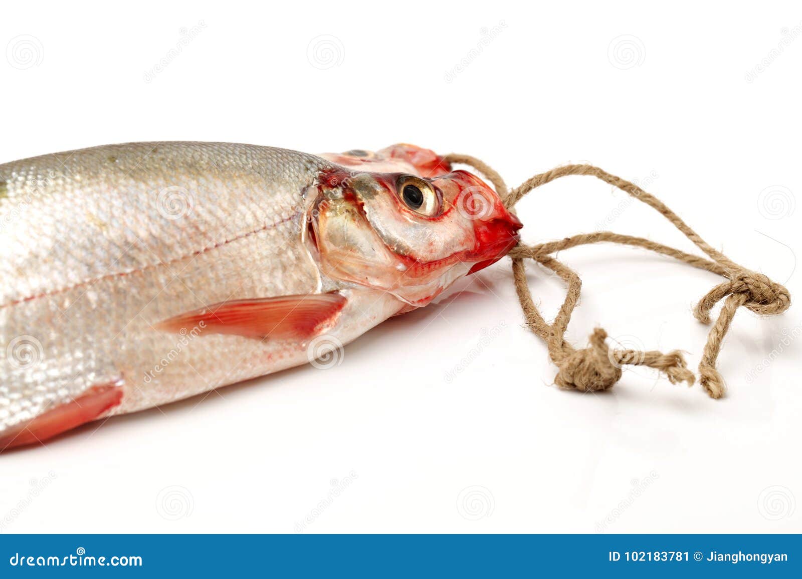 Ny fisk fotografering för bildbyråer. Bild av skaldjur - 102183781