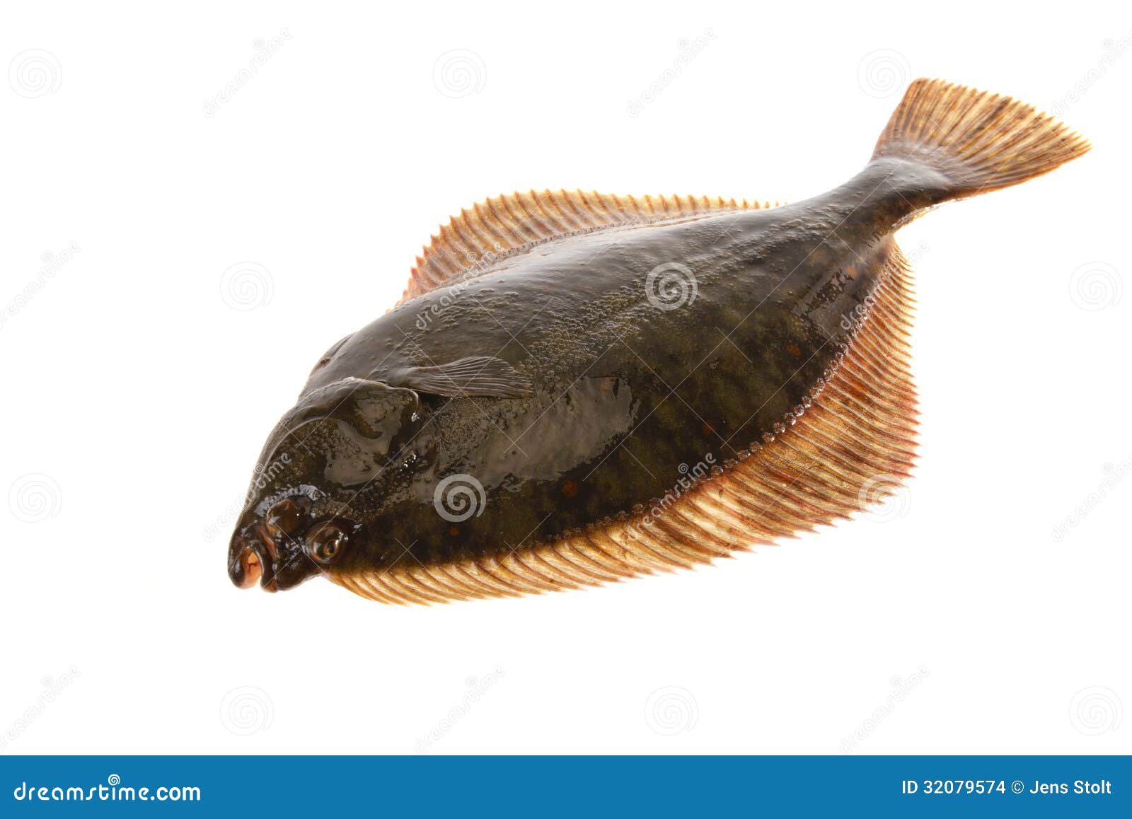 Ny flundra. arkivfoto. Bild av enkelt, näring, kropp - 32079574