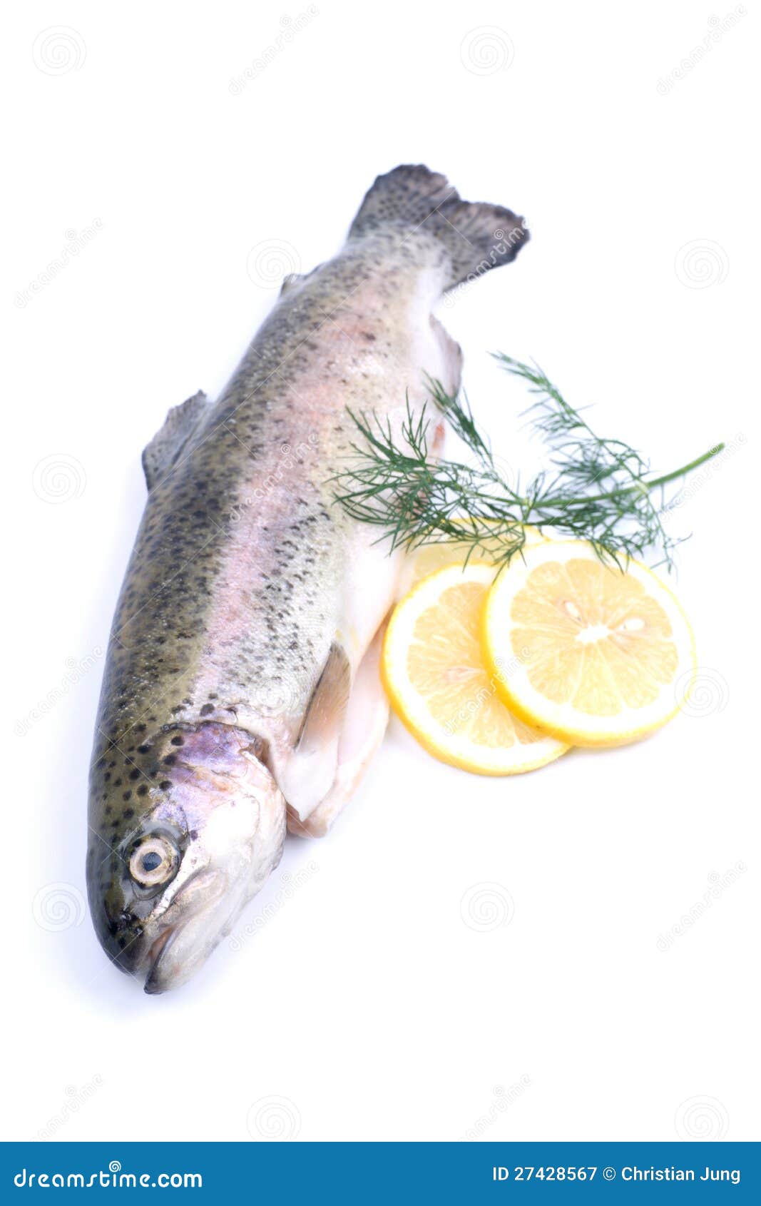 Ny forell fotografering för bildbyråer. Bild av forell - 27428567