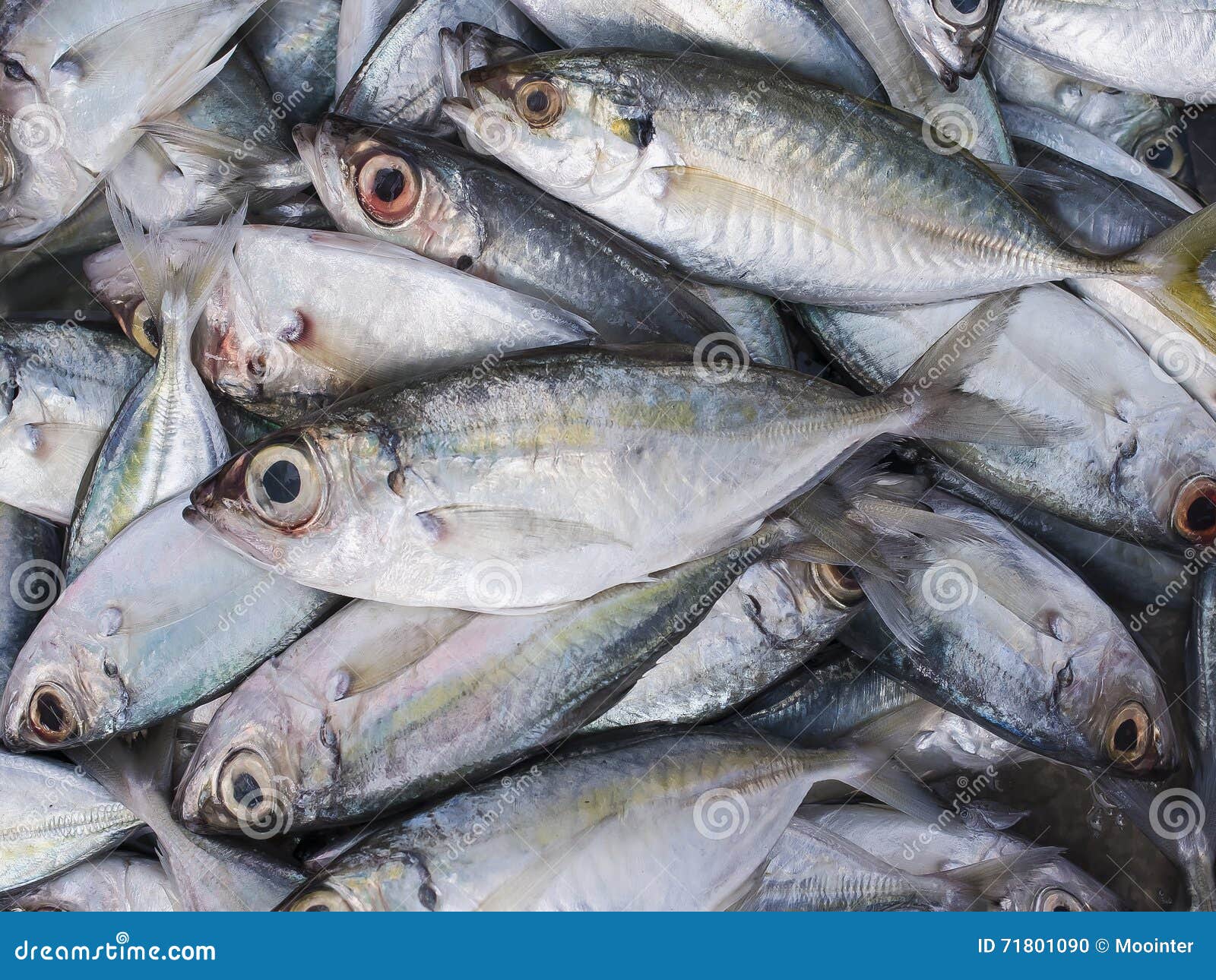 Ny indisk makrill arkivfoto. Bild av asiatisk, bakgrund - 71801090