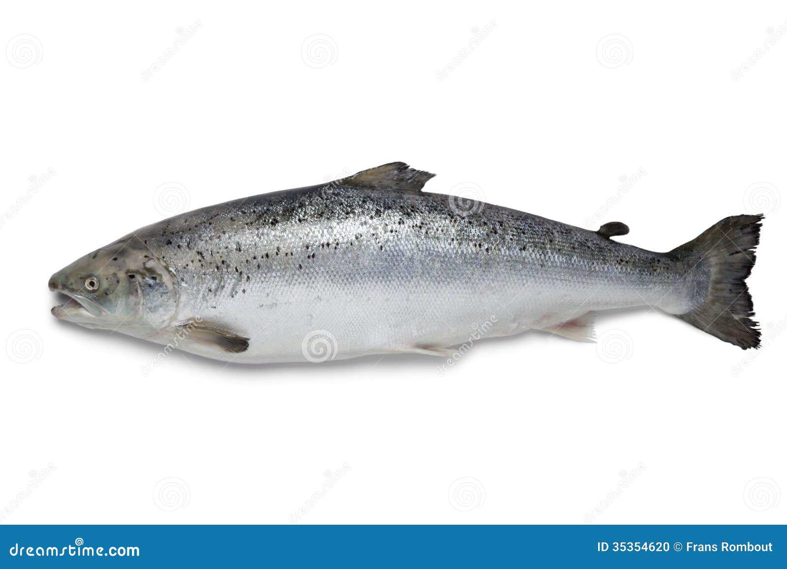 Ny laxfisk arkivfoto. Bild av skaldjur, sötvatten, nytt - 35354620