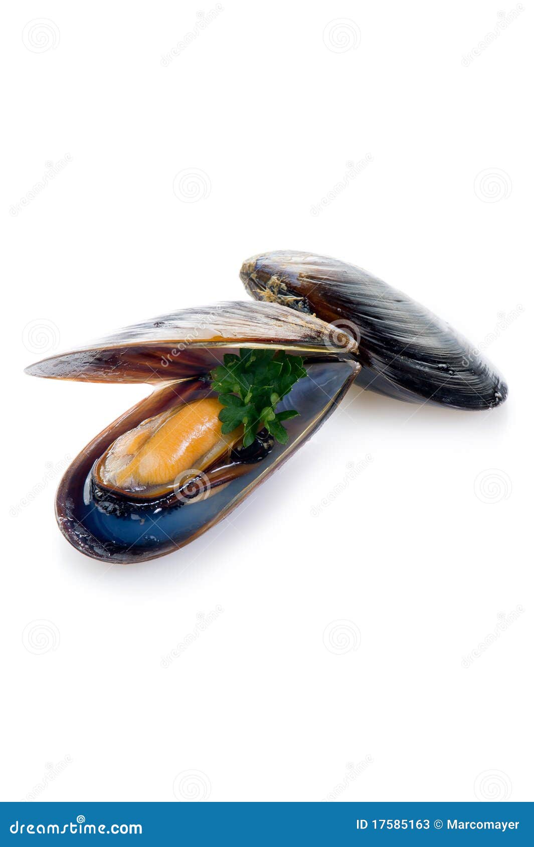 Ny mussla fotografering för bildbyråer. Bild av vitt - 17585163