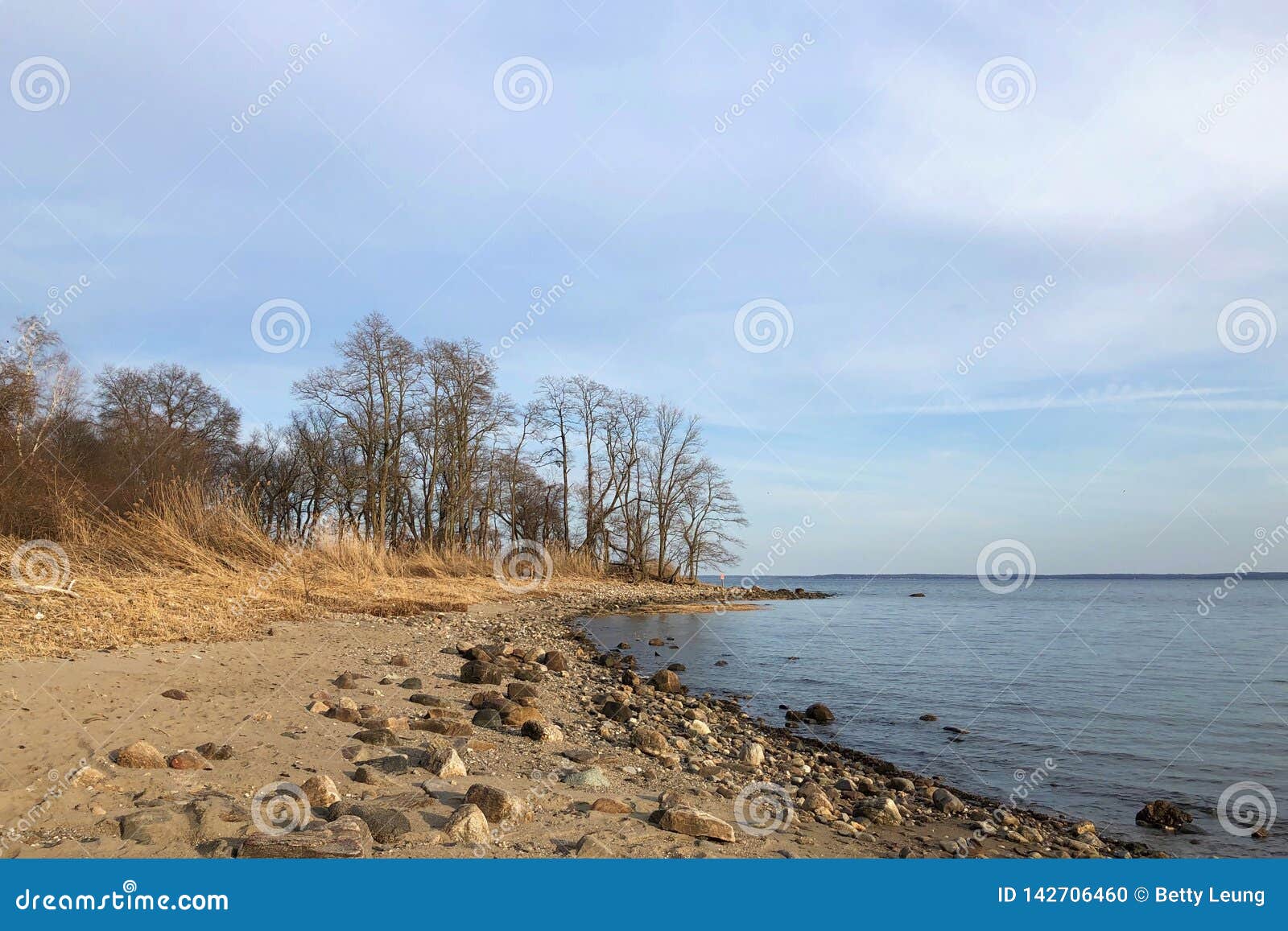 Rocky Beach with Trees in Rye, New York Stock Photo - Image of scene ...