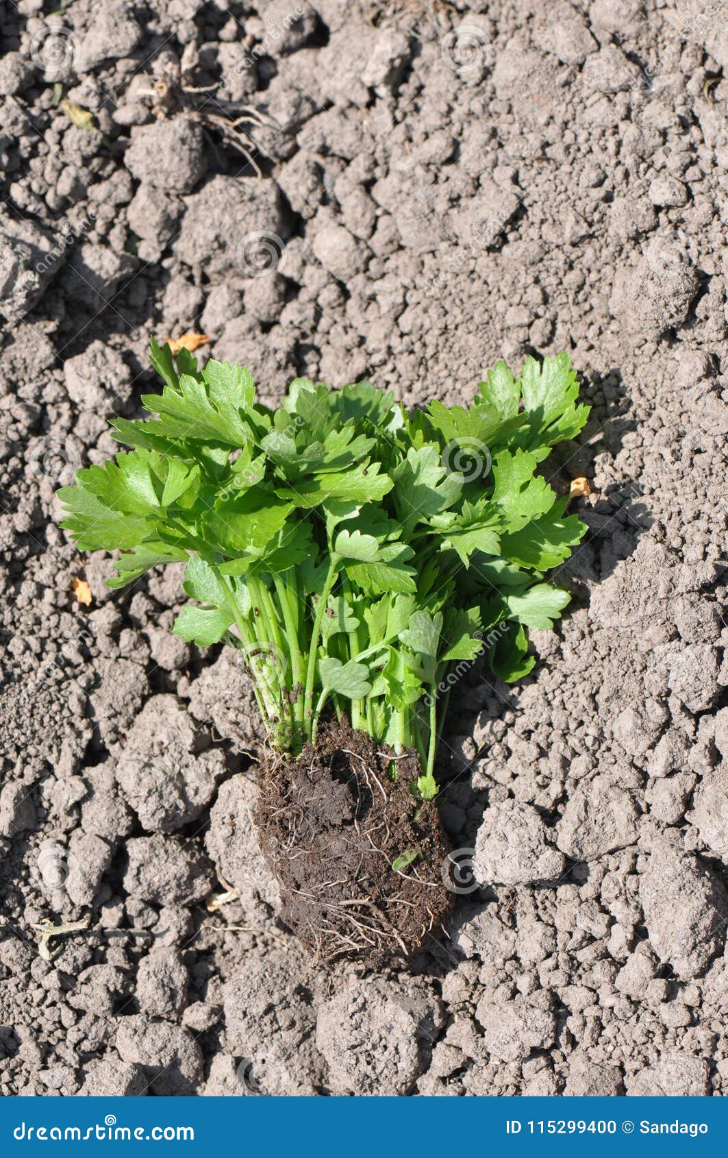 Ny selleri arkivfoto. Bild av nytt, friskhet, matlagning - 115299400