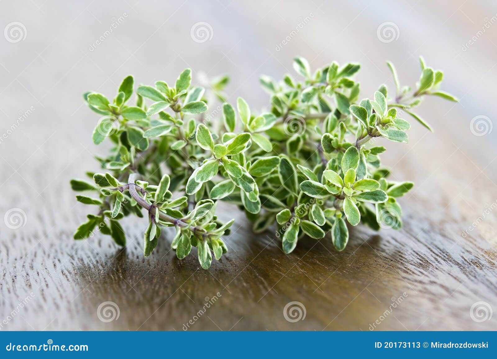 Ny timjan fotografering för bildbyråer. Bild av medicin - 20173113