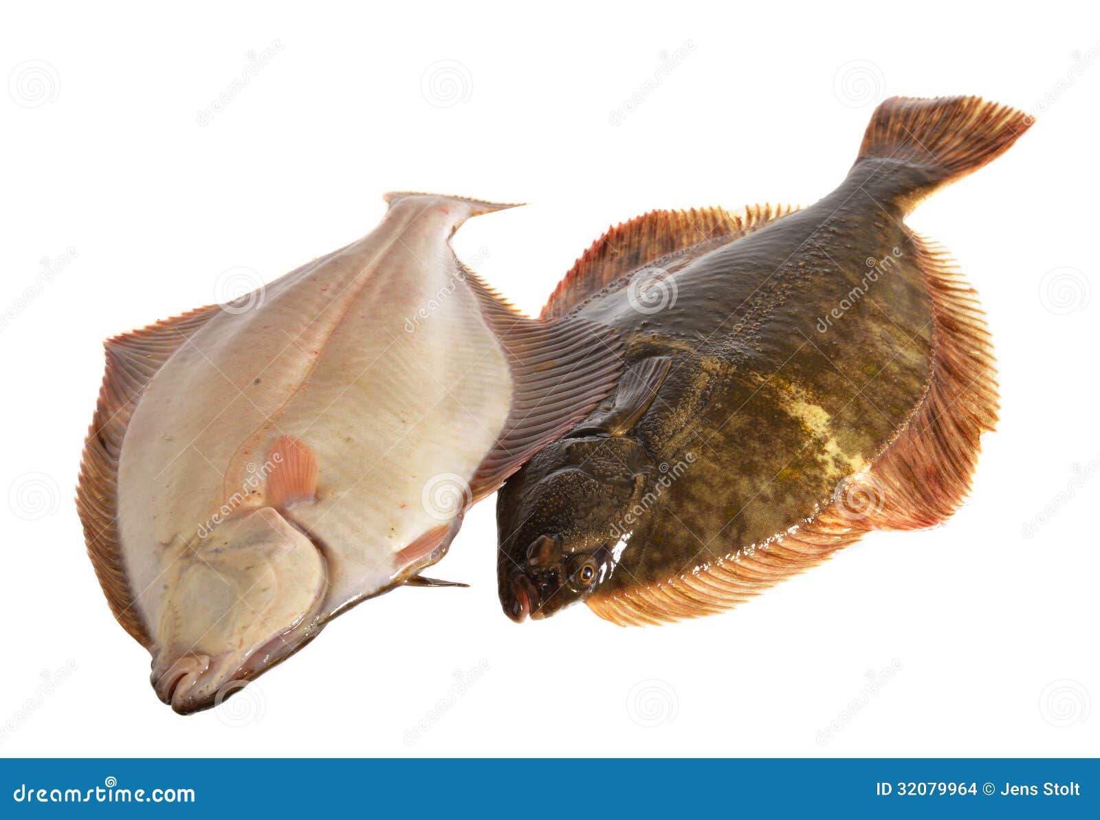 Nya flundror. arkivfoto. Bild av svan, flundra, fena - 32079964