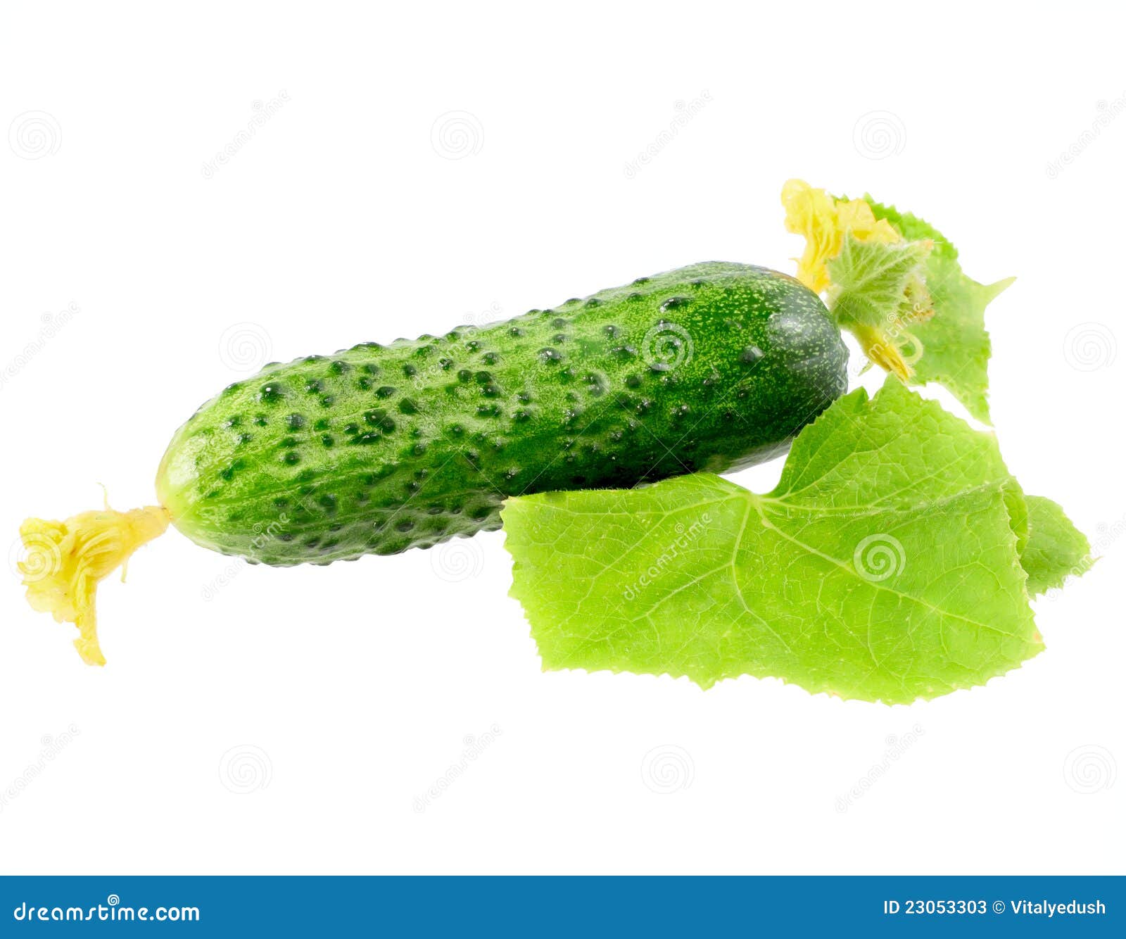 Nya Gurkor Med Den Gula Blomningklungan. Fotografering för Bildbyråer ...