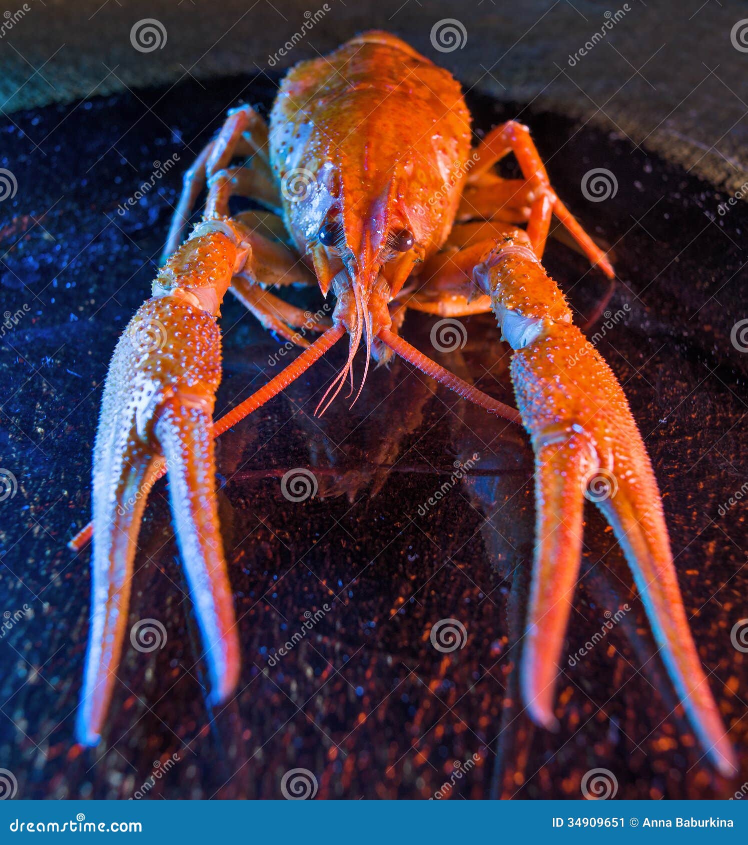 Nya kokta languster fotografering för bildbyråer. Bild av svart - 34909651