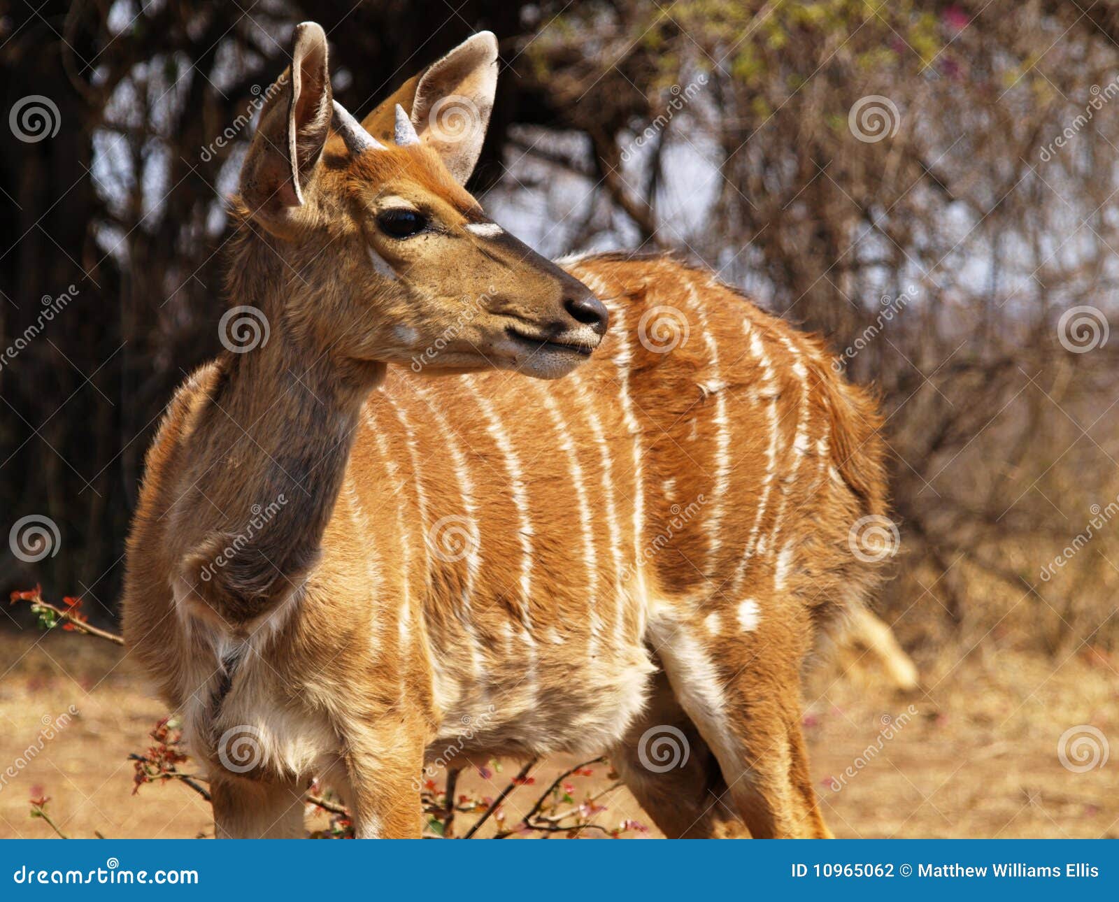 Nyala stock photo. Image of nyala, male, wild, alone - 10965062