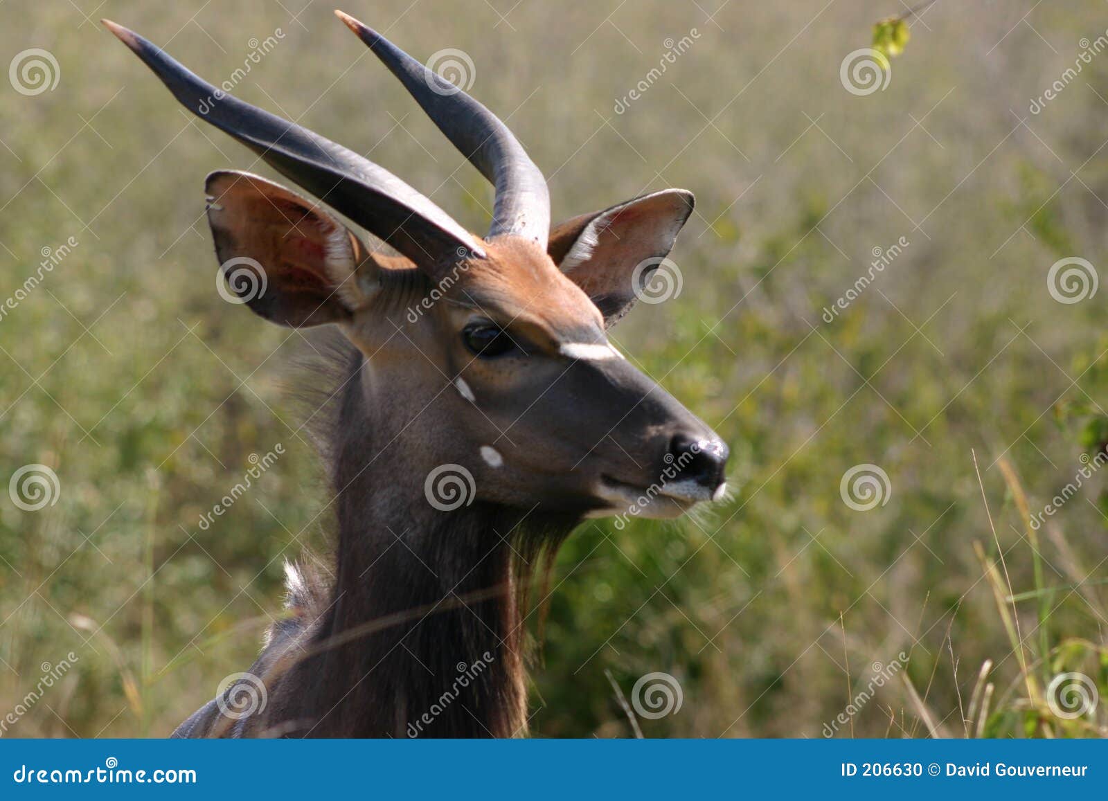 Nyala Api Stock Photo | CartoonDealer.com #263086740