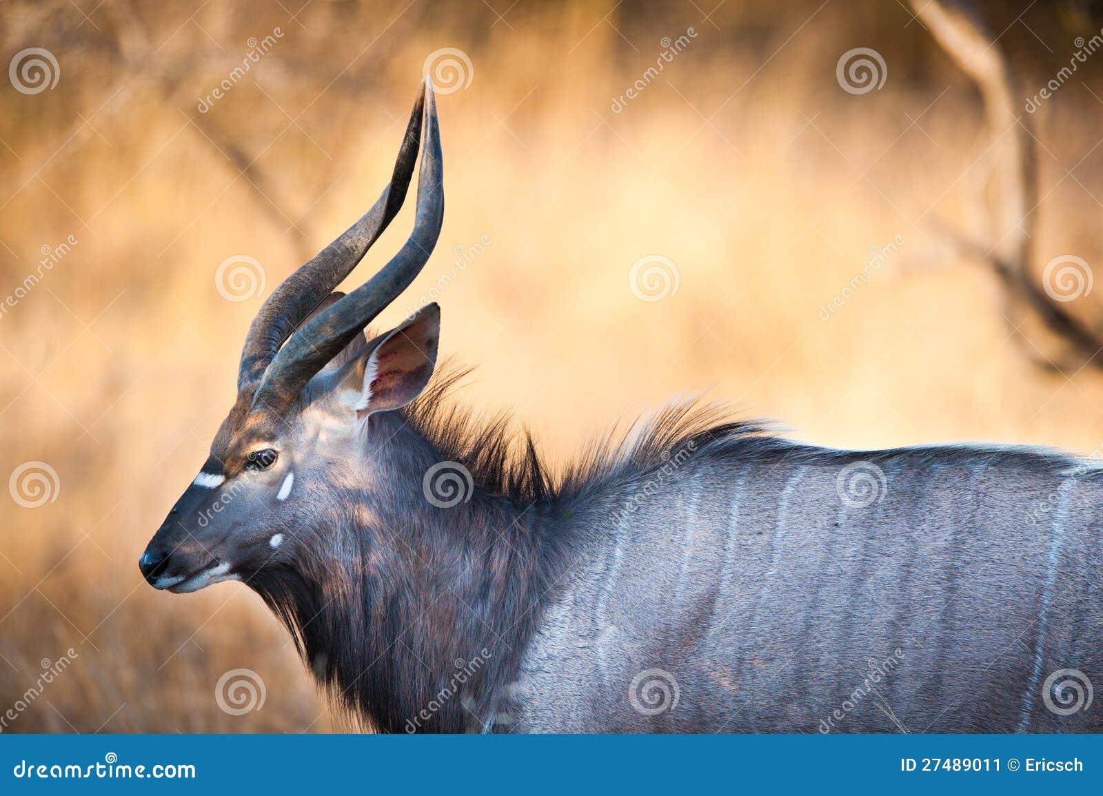 Nyala stock image. Image of portrait, male, national - 27489011