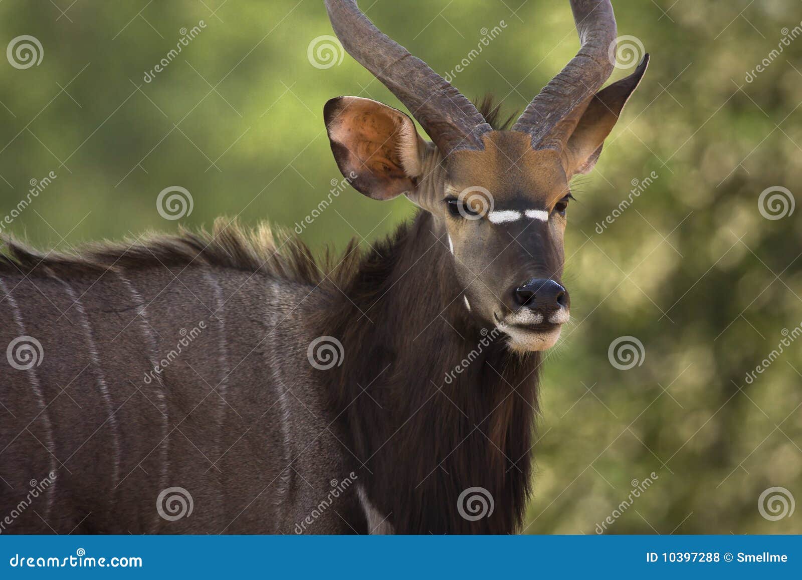 Nyala Antelope Ram Royalty-Free Stock Photography | CartoonDealer.com ...