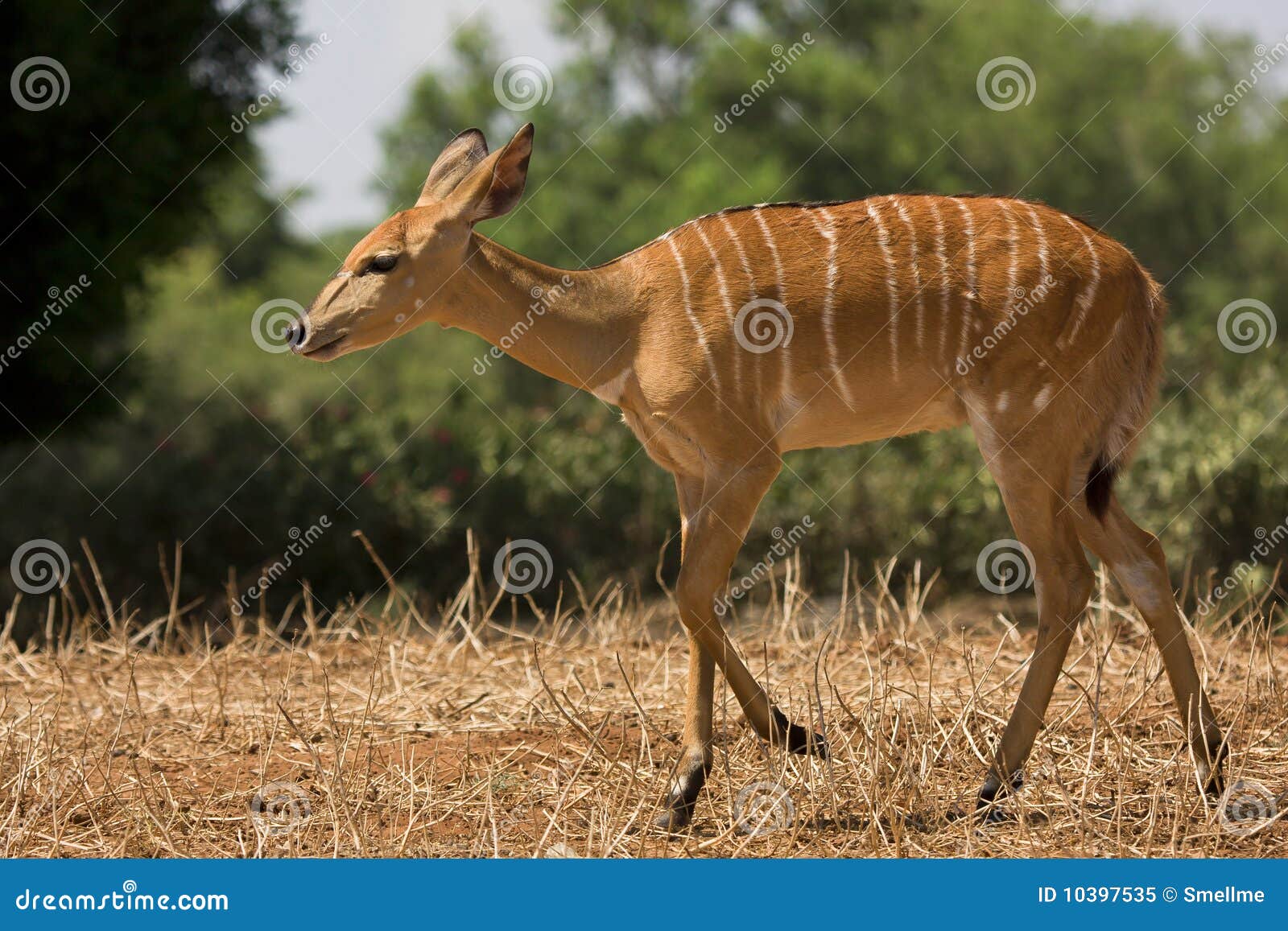 Nyala antelope stock image. Image of southern, horn, kruger - 10397535