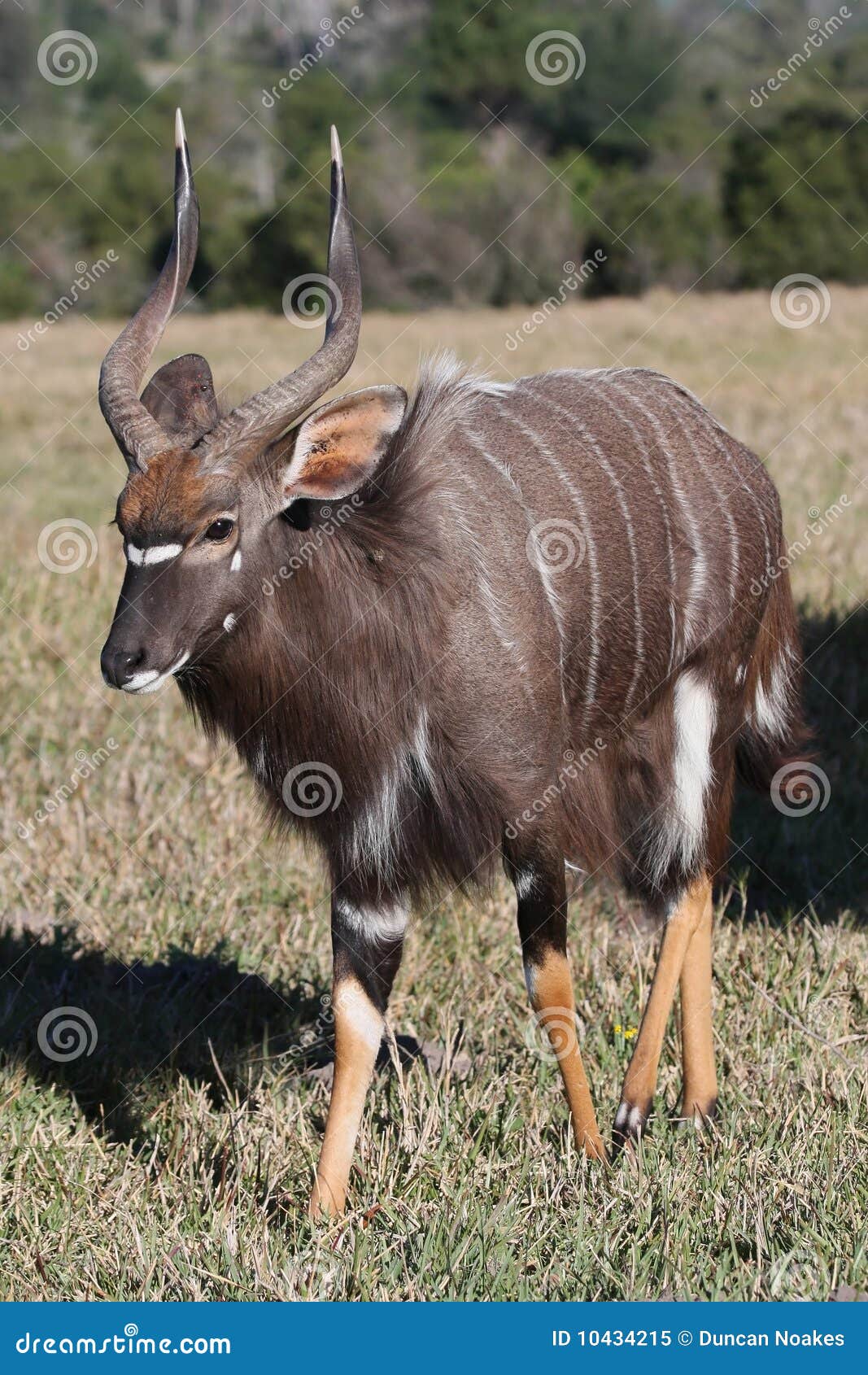 Nyala Antelope stock image. Image of bush, safari, mammal - 10434215