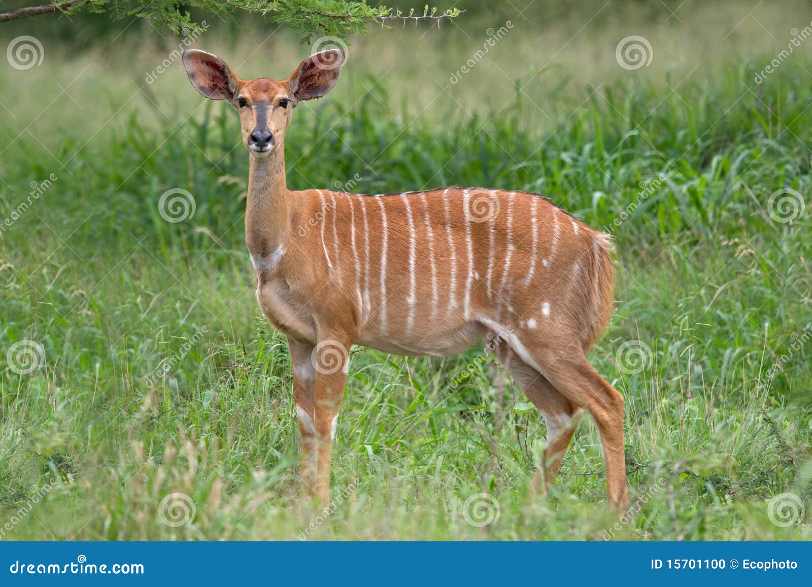 Nyala antelope stock photo. Image of south, animal, angasii - 15701100