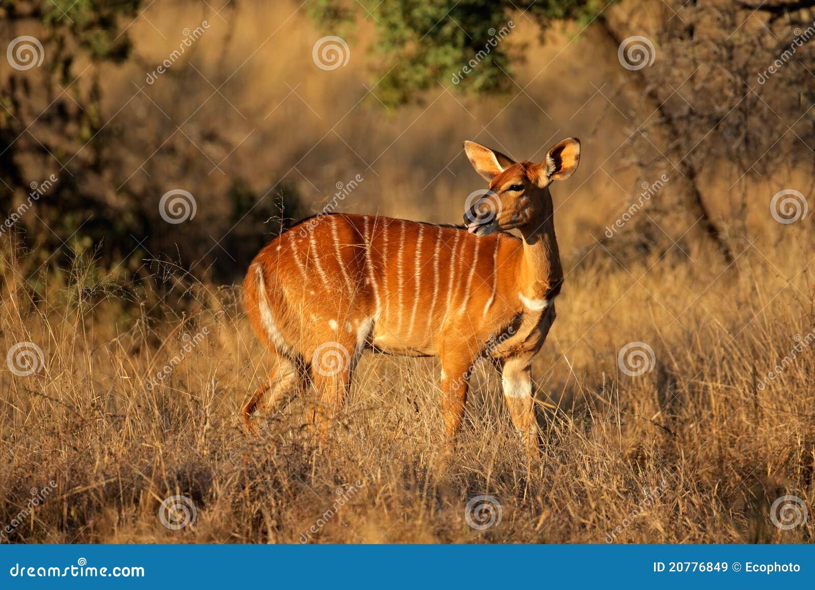 Nyala antelope stock image. Image of female, safari, wildlife - 20776849