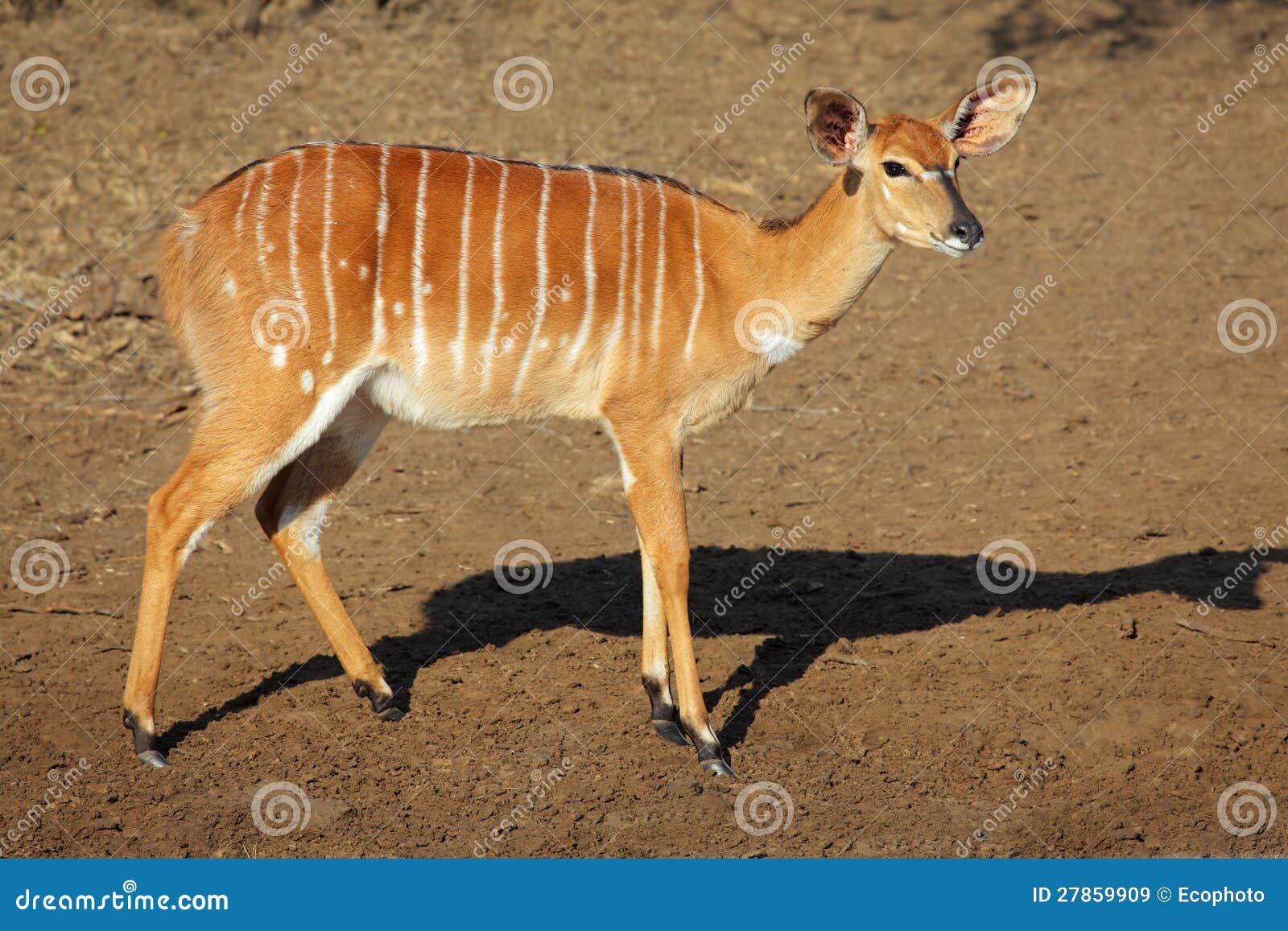 Nyala Antelope Ram Royalty-Free Stock Photography | CartoonDealer.com ...