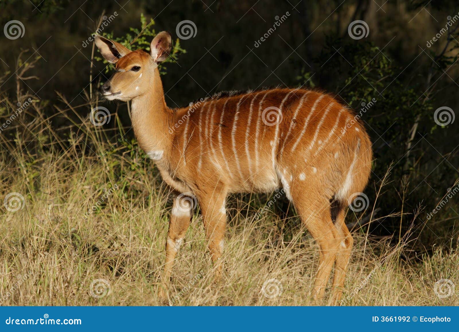 Nyala Antelope Ram Royalty-Free Stock Photography | CartoonDealer.com ...