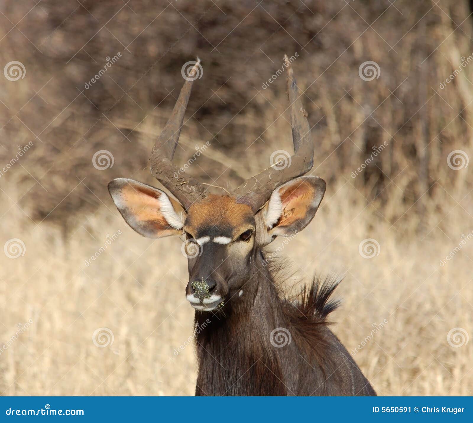Nyala Antelope stock image. Image of destination, herbivore - 5650591