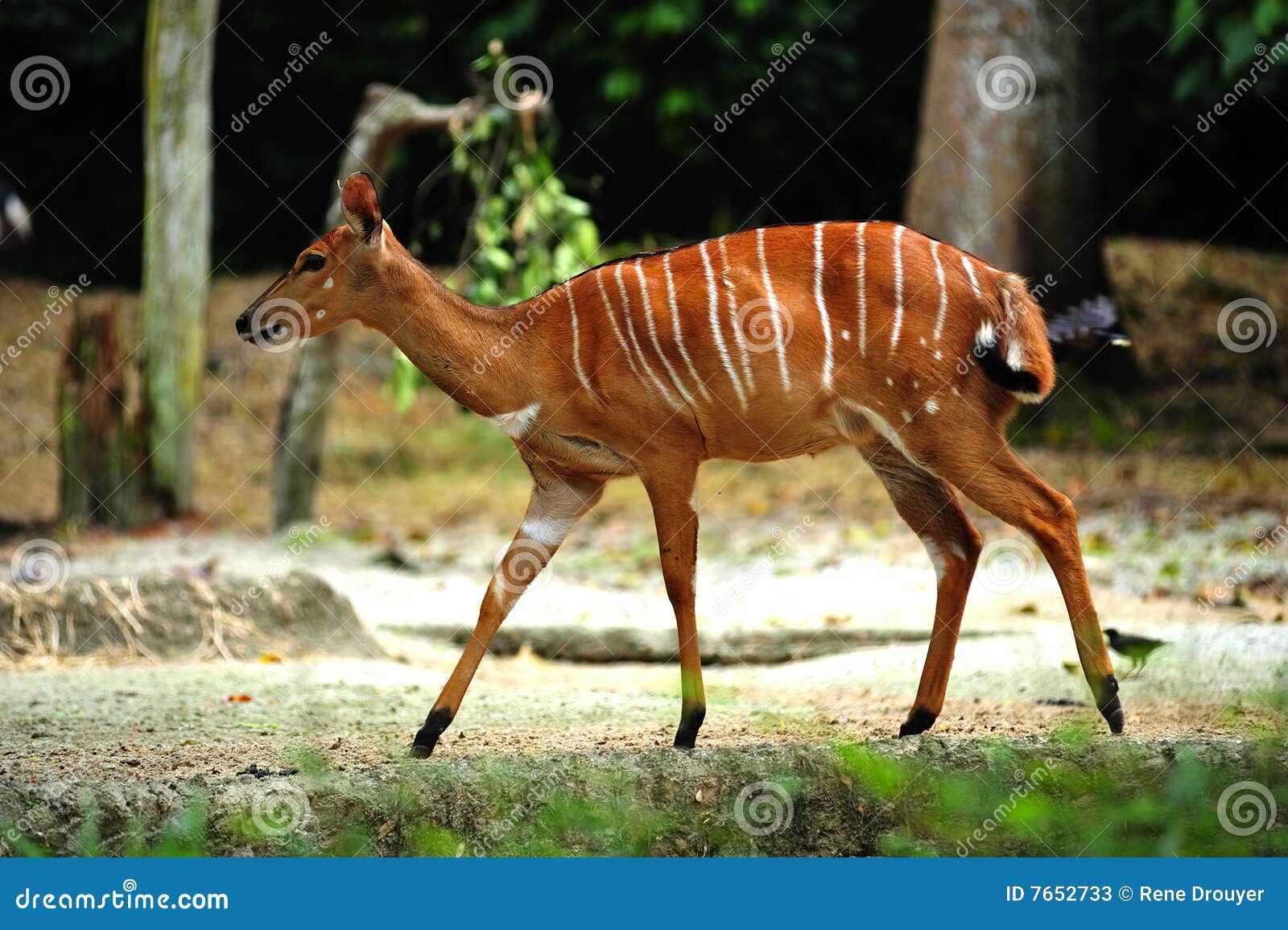 Nyala Antelope stock image. Image of savana, wildlife - 7652733