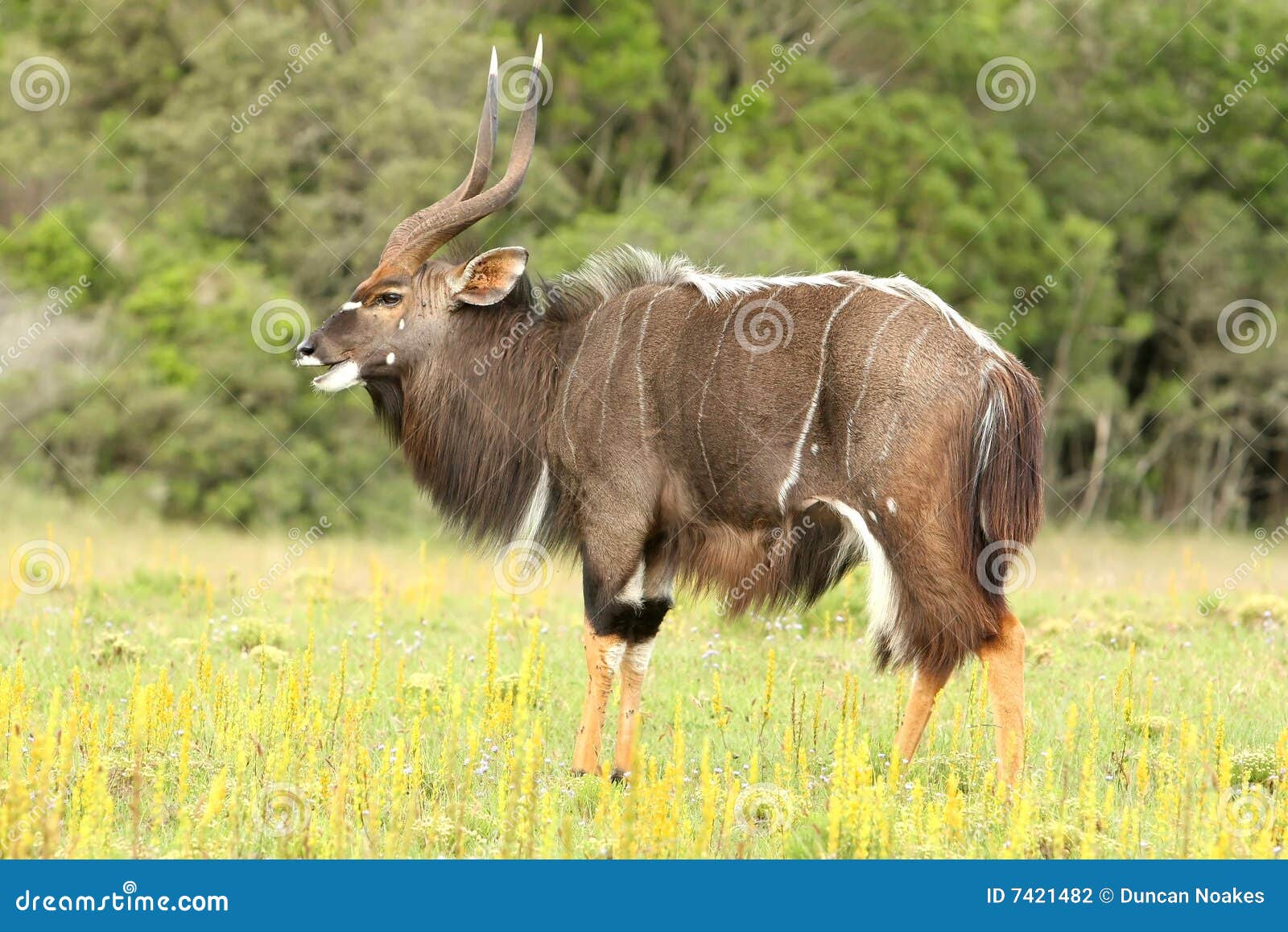 Nyala Antelope Buck stock photo. Image of nyala, african - 7421482