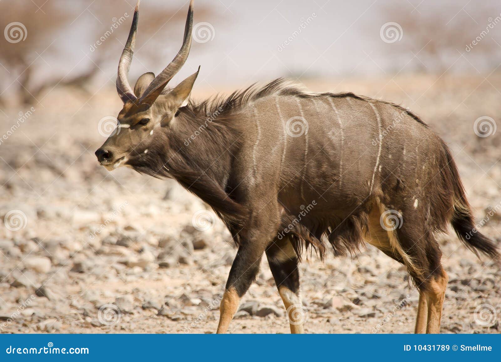 Nyala Antelope Ram Royalty-Free Stock Photography | CartoonDealer.com ...