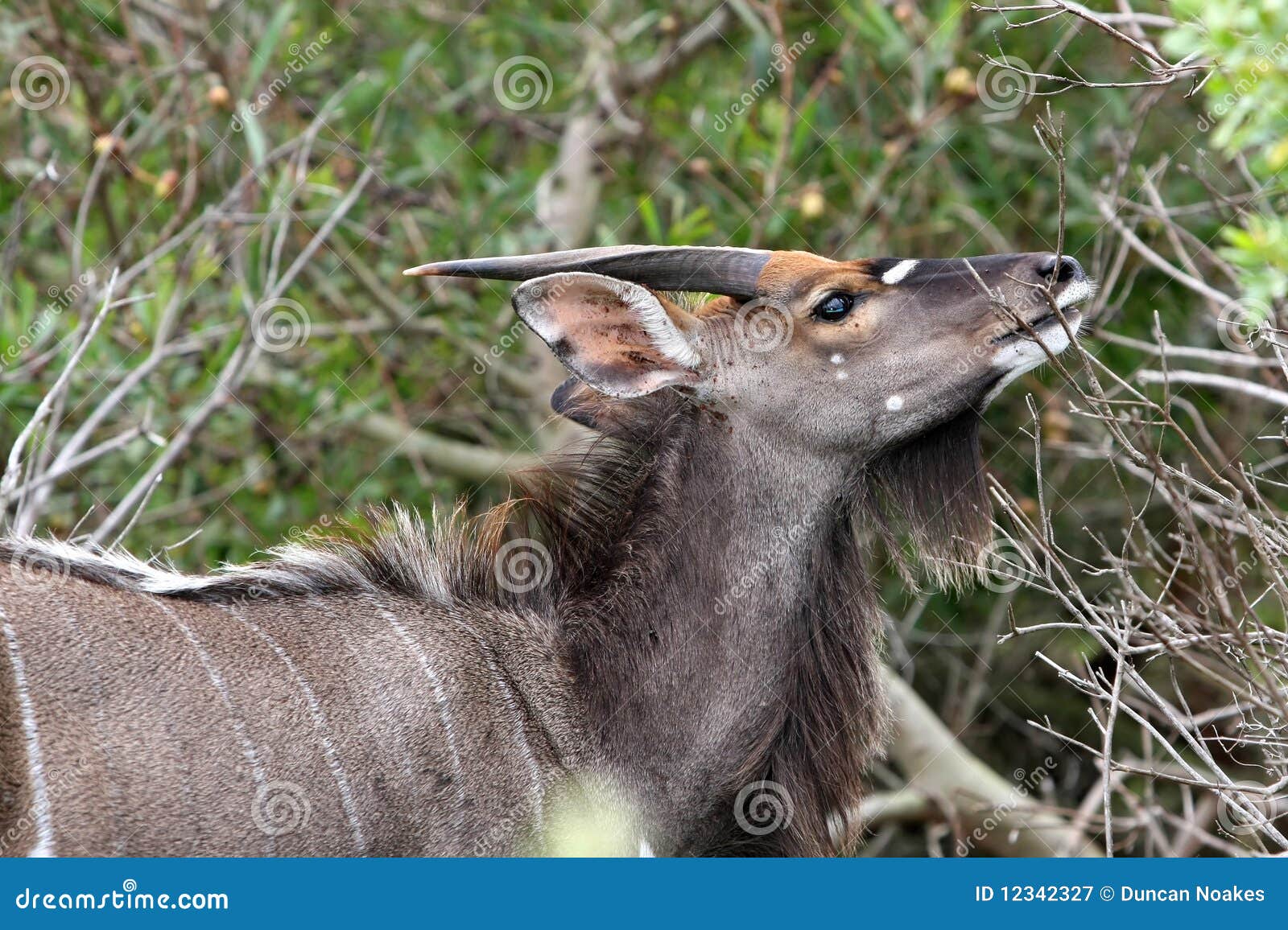 Nyala Antelope eating stock image. Image of antelope - 12342327
