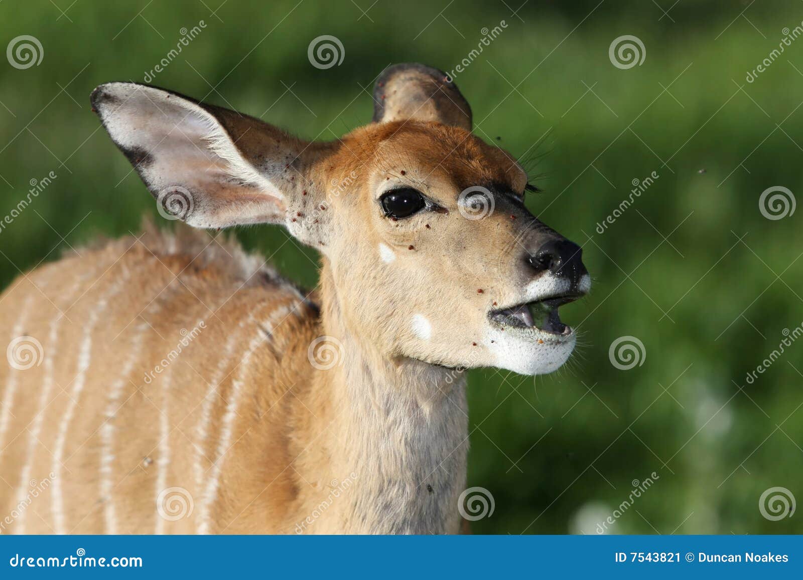 Nyala Antelope Eating stock image. Image of mammal, wildlife - 7543821
