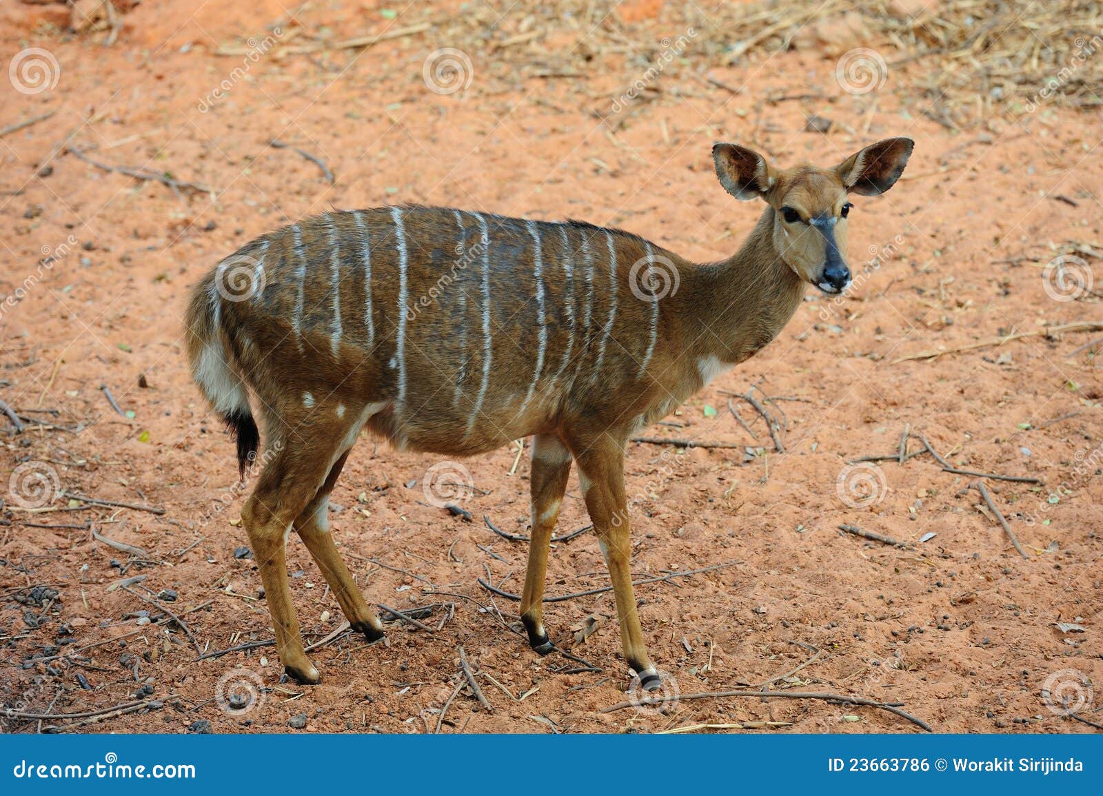 Nyala Antelope (Female) stock photo. Image of female - 23663786