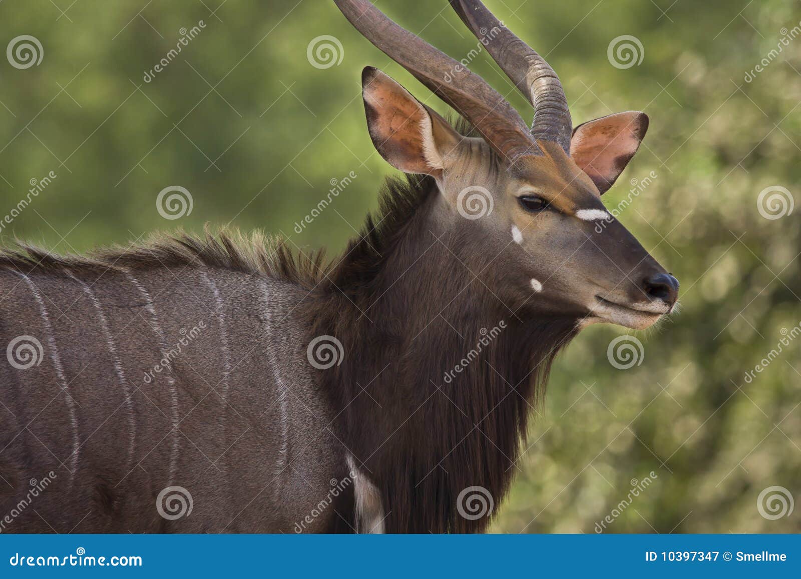 Nyala antelope male stock image. Image of tragelaphus - 10397347