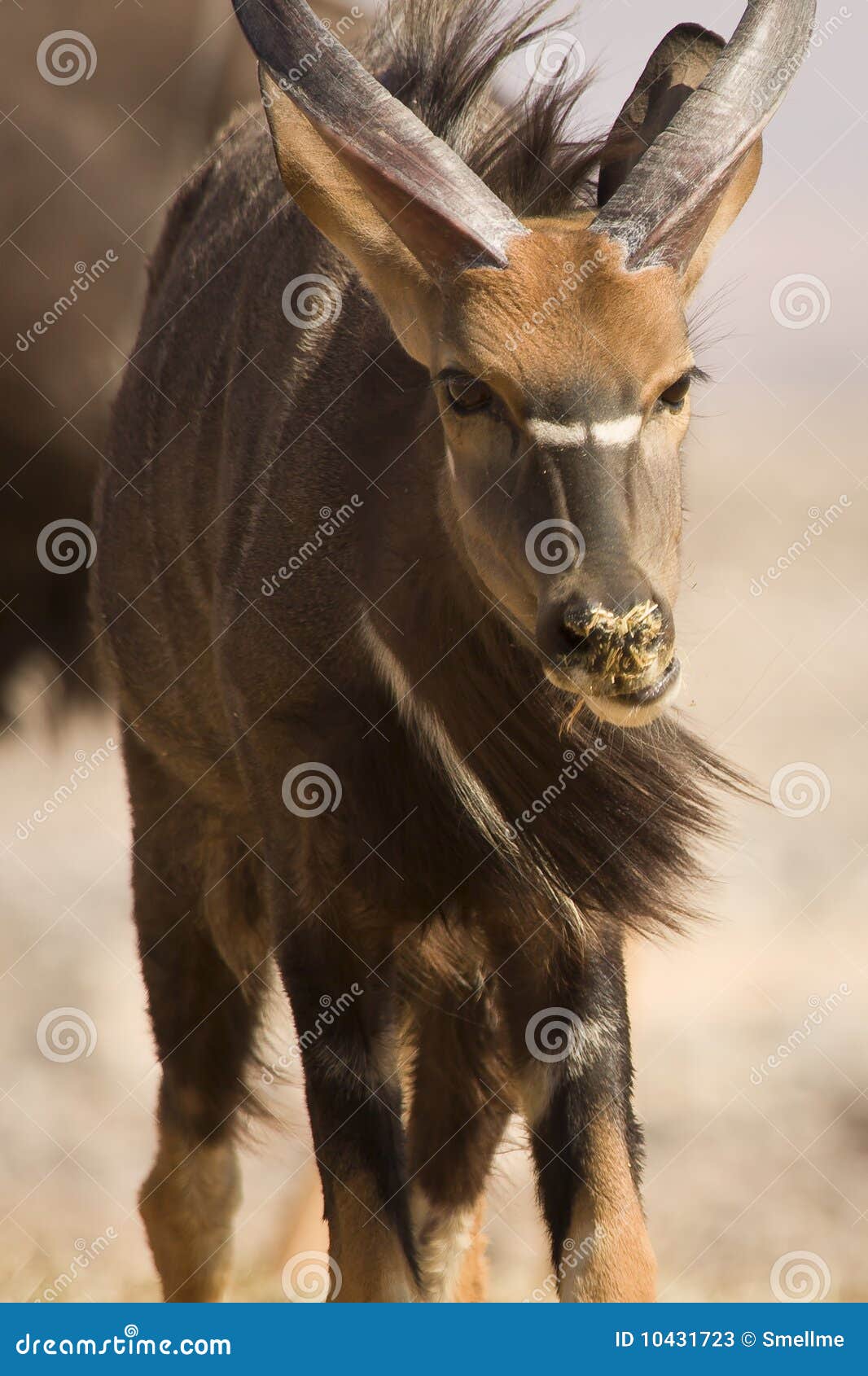 Nyala antelope portrait stock image. Image of horn, male - 10431723