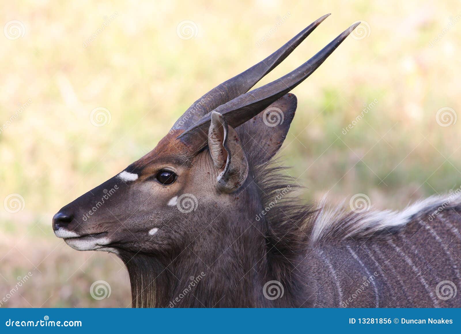 Nyala Antelope Portrait stock photo. Image of tragelaphus - 13281856