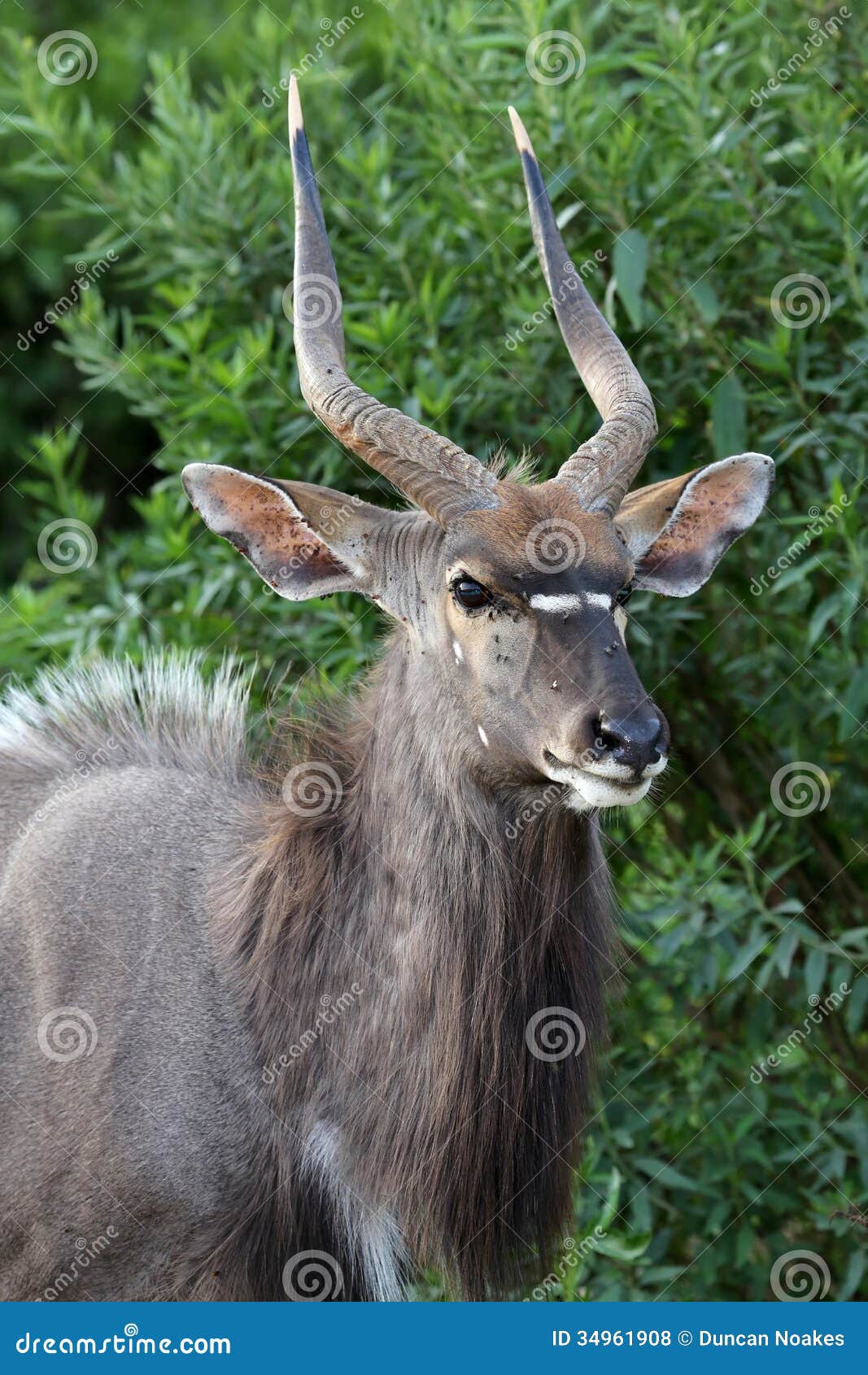 Nyala Antelope Portrait stock photo. Image of mammal - 34961908