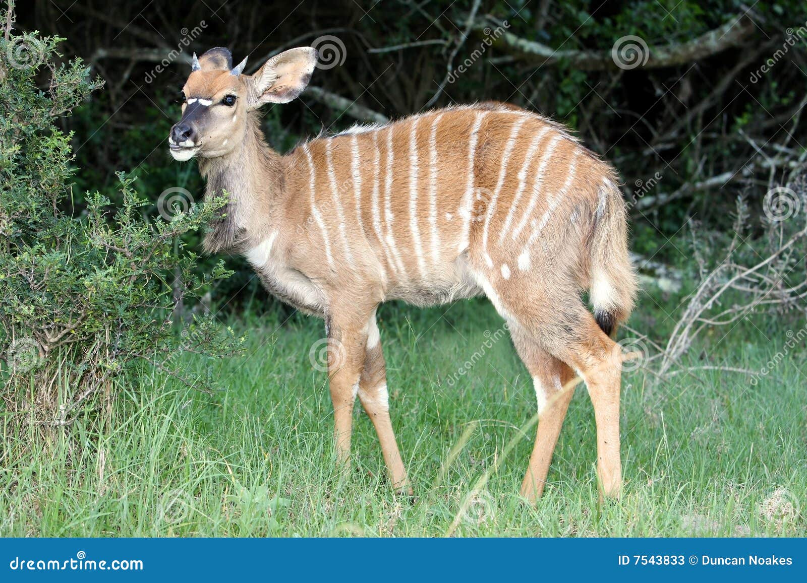 Nyala Antelope Young stock image. Image of green, bush - 7543833