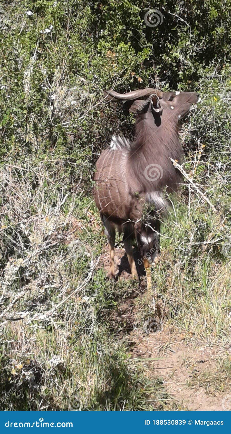 Nyala buck feeding stock image. Image of nyala, feeding - 188530839