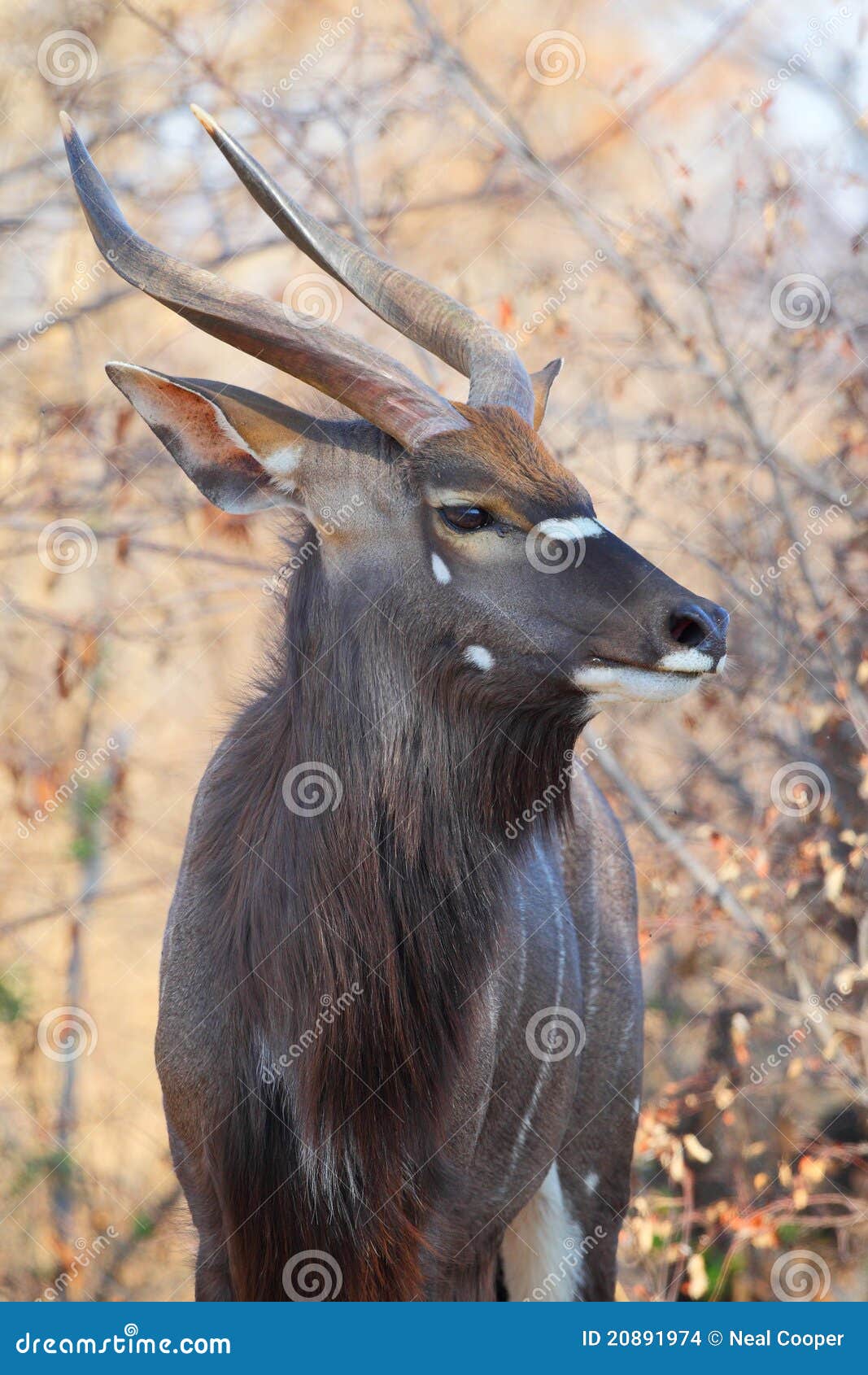 Nyala Bull