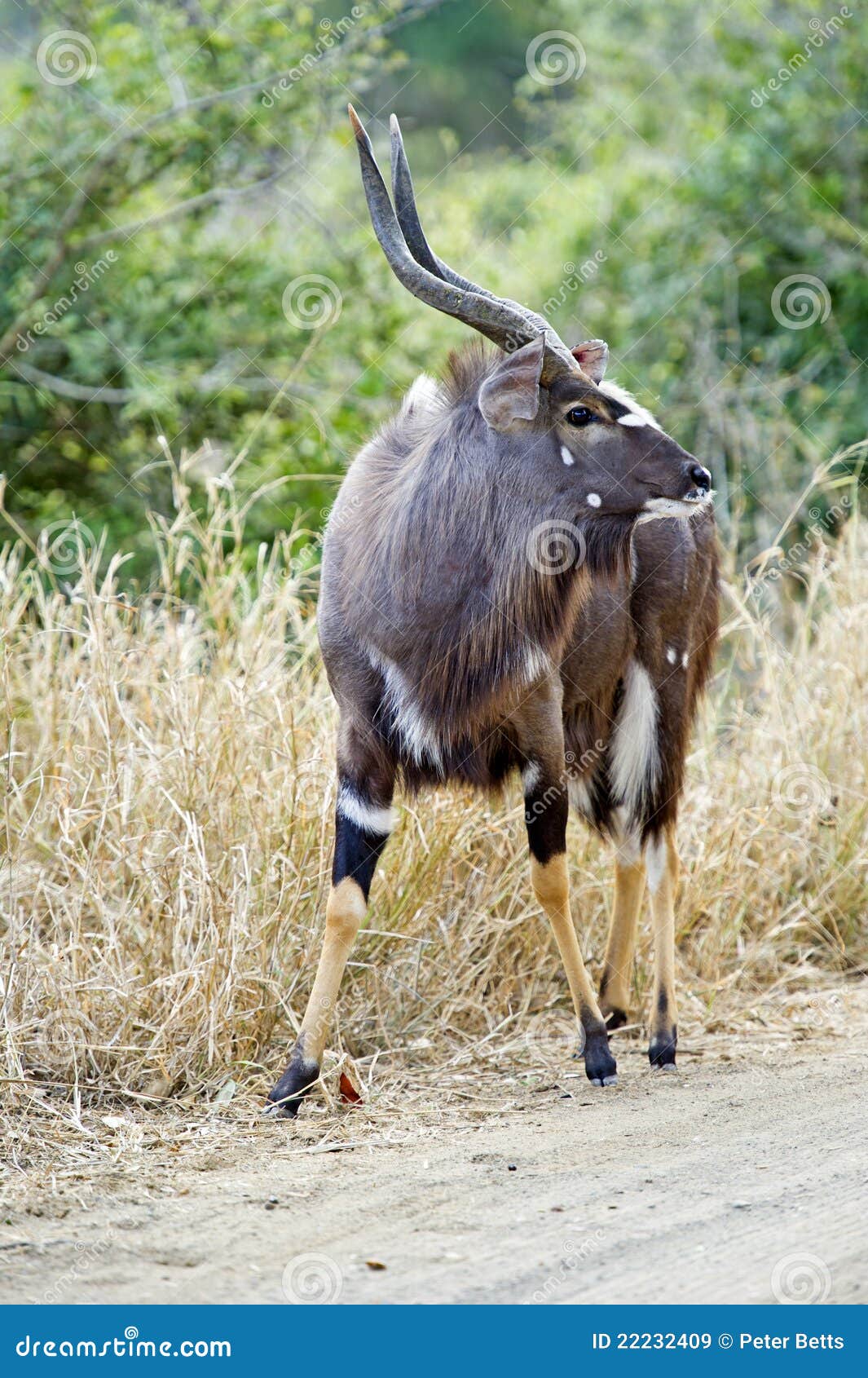 Nyala Bull stock image. Image of nyala, wildlife, safari - 22232409