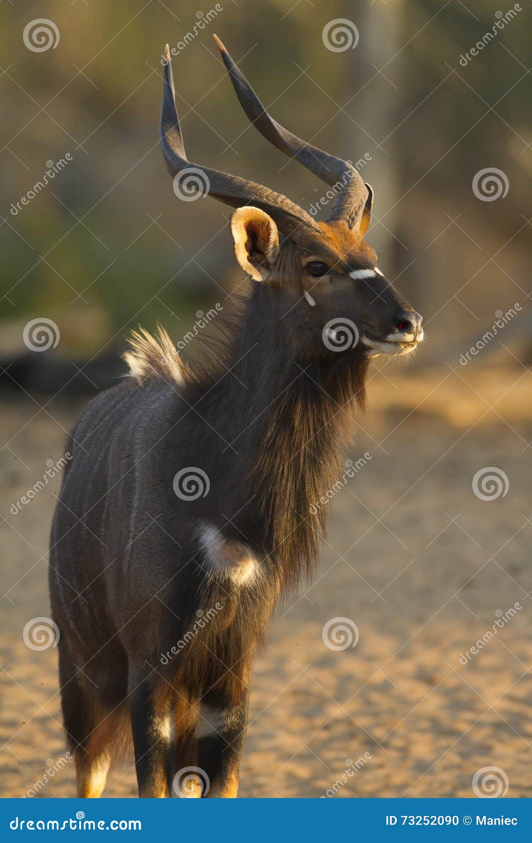 Nyala Bull