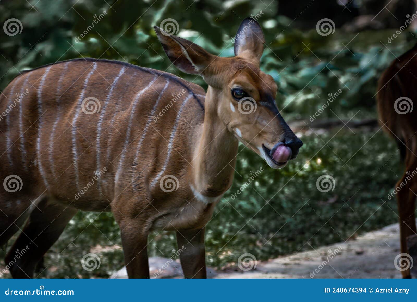 Nyala deer in his habitat stock photo. Image of herd - 240674394