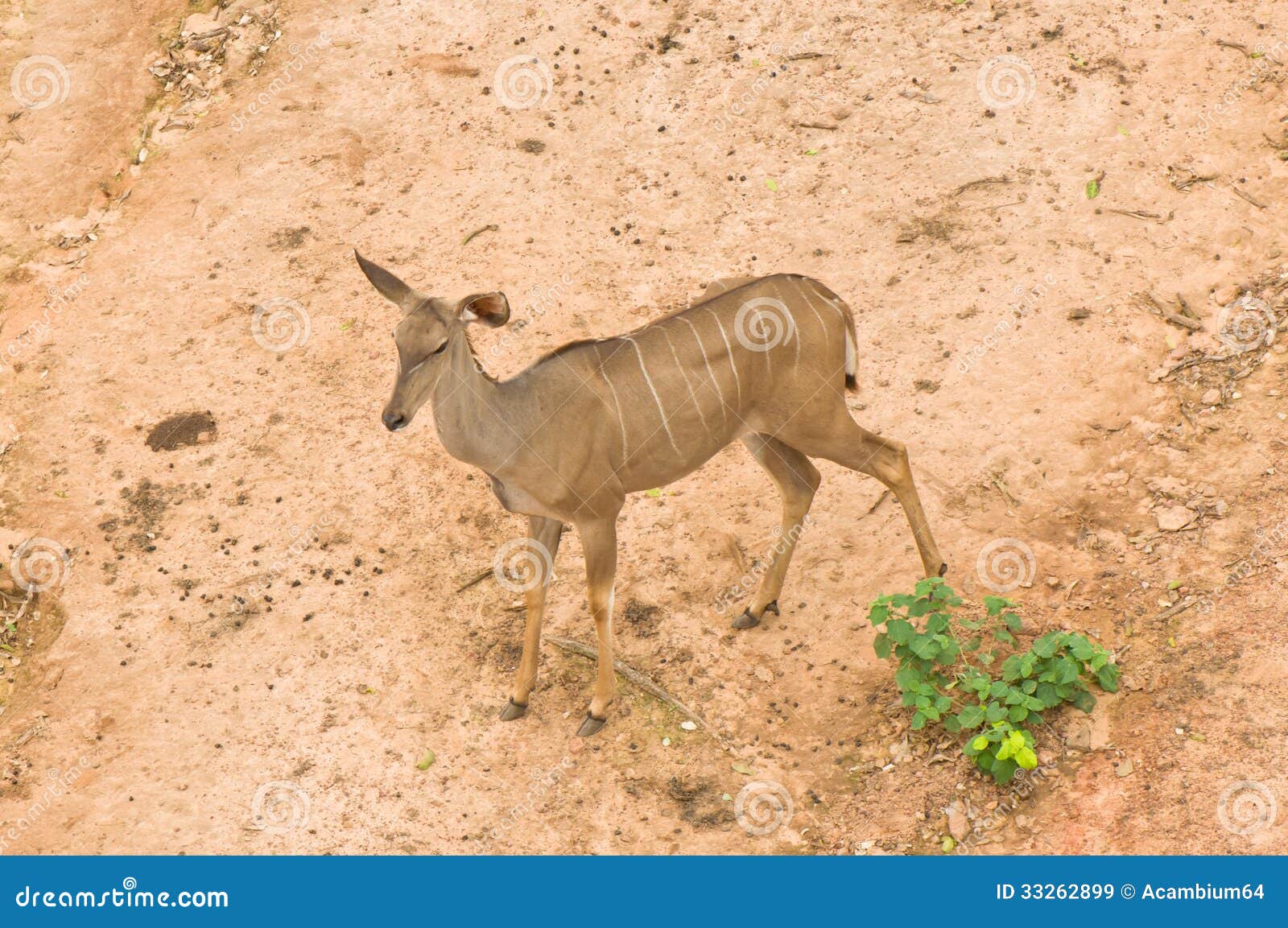 Nyala Deer from Top View stock image. Image of habitat - 33262899