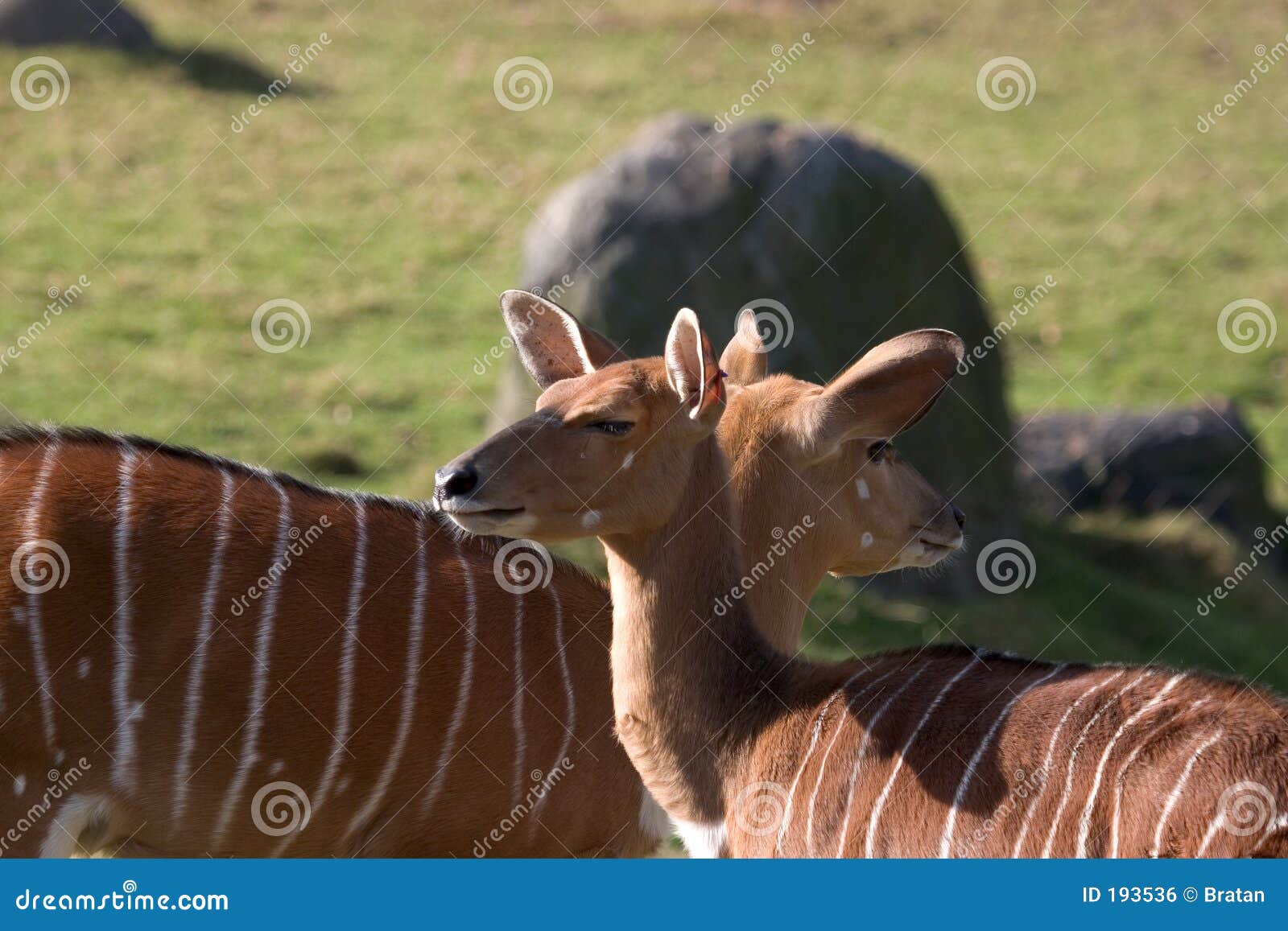 Nyala ewe antelopes stock photo. Image of african, zoological - 193536
