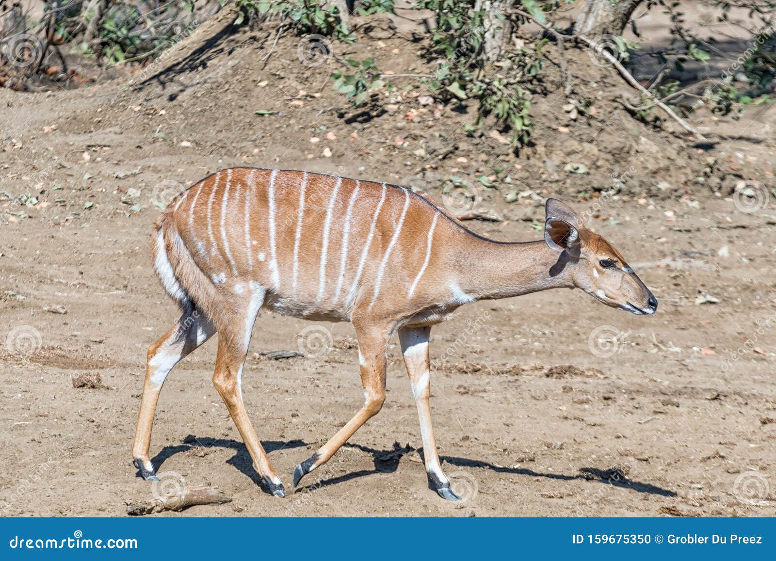 Nyala Ewe, Tragelaphus Angasii, Walking from Left To Right Stock Photo ...