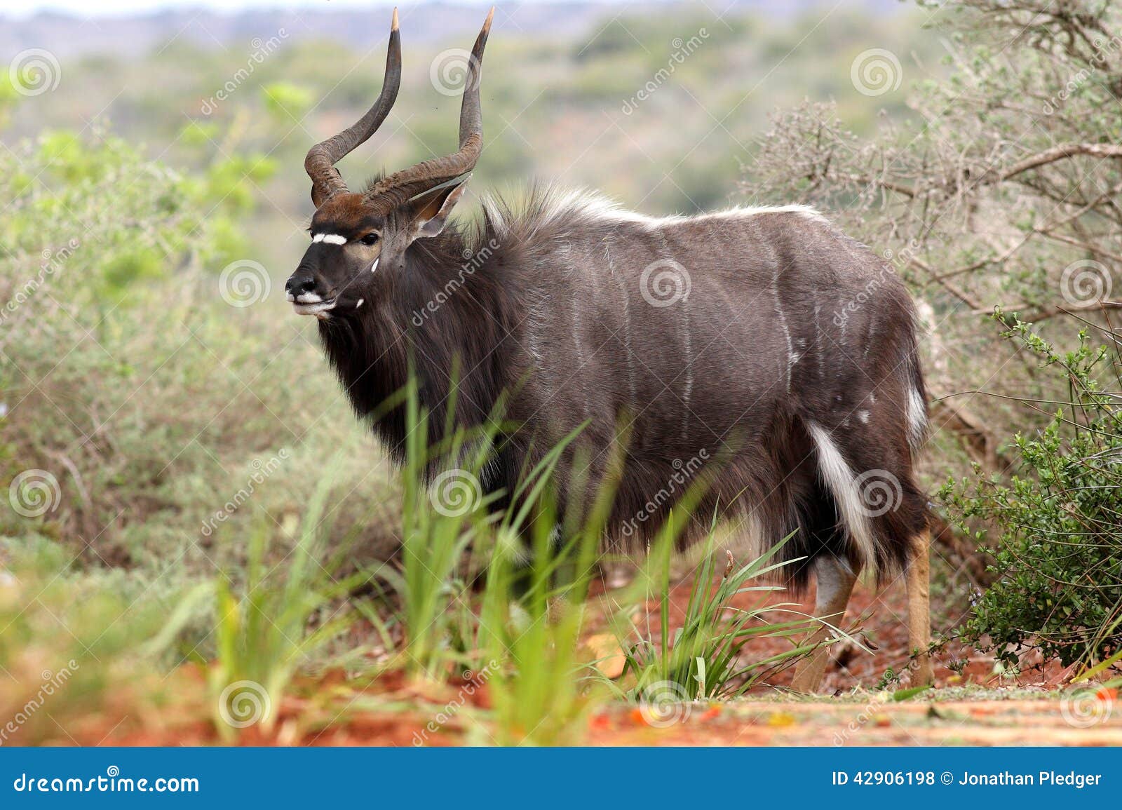 Nyala/Inyala-antilope Van Zuid-Afrika Stock Foto - Image of mannetje ...