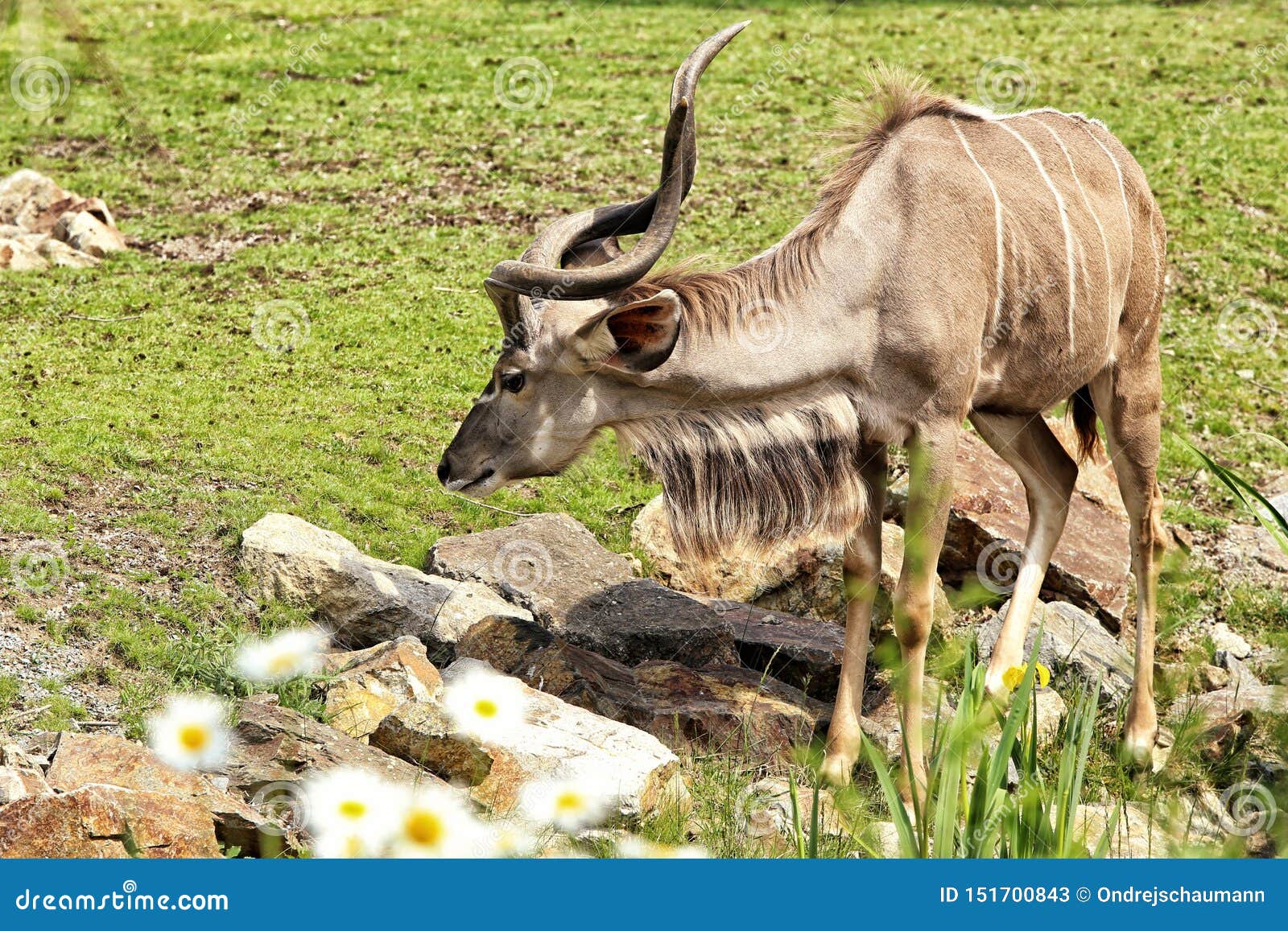 Nyala Male Antelope Standing on the Pasture Stock Image - Image of ...