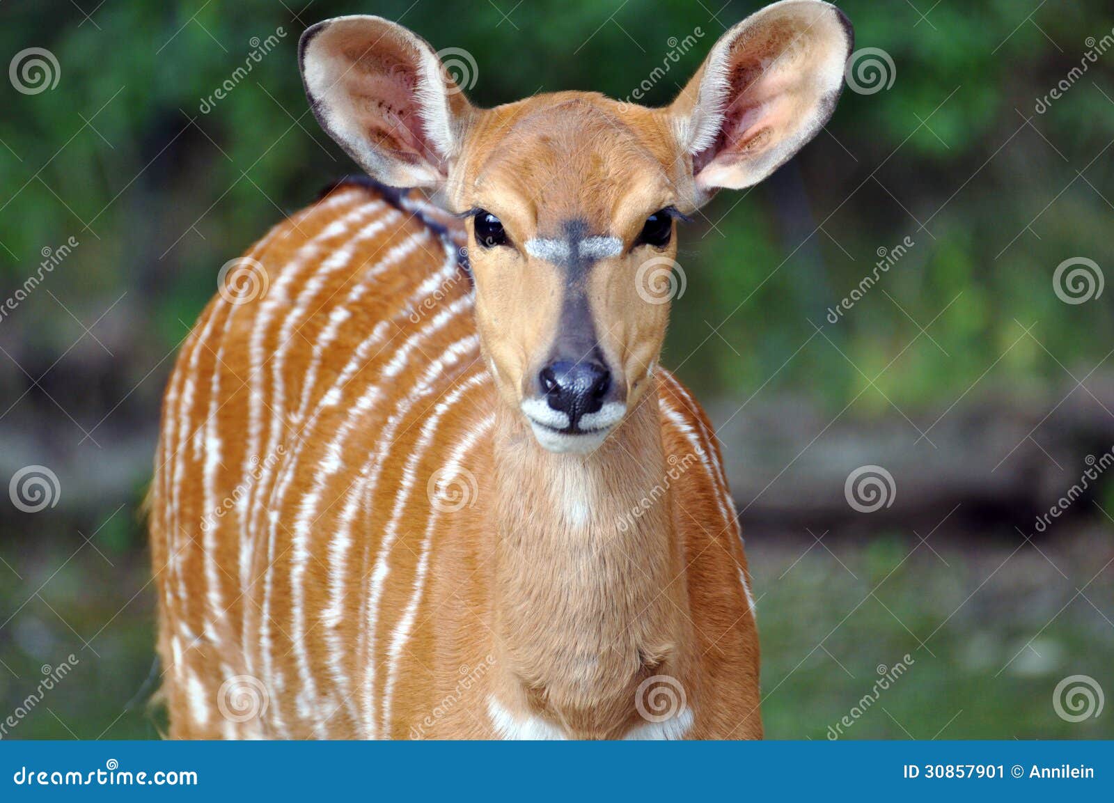 Nyala stock image. Image of leaf, ground, females, habitat - 30857901