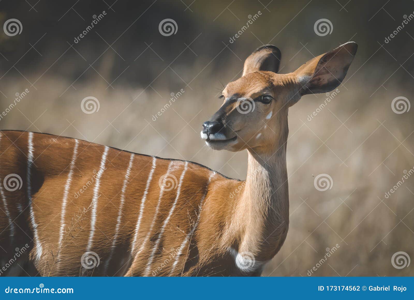 Nyala, South Africa stock photo. Image of bushland, hoofed - 173174562