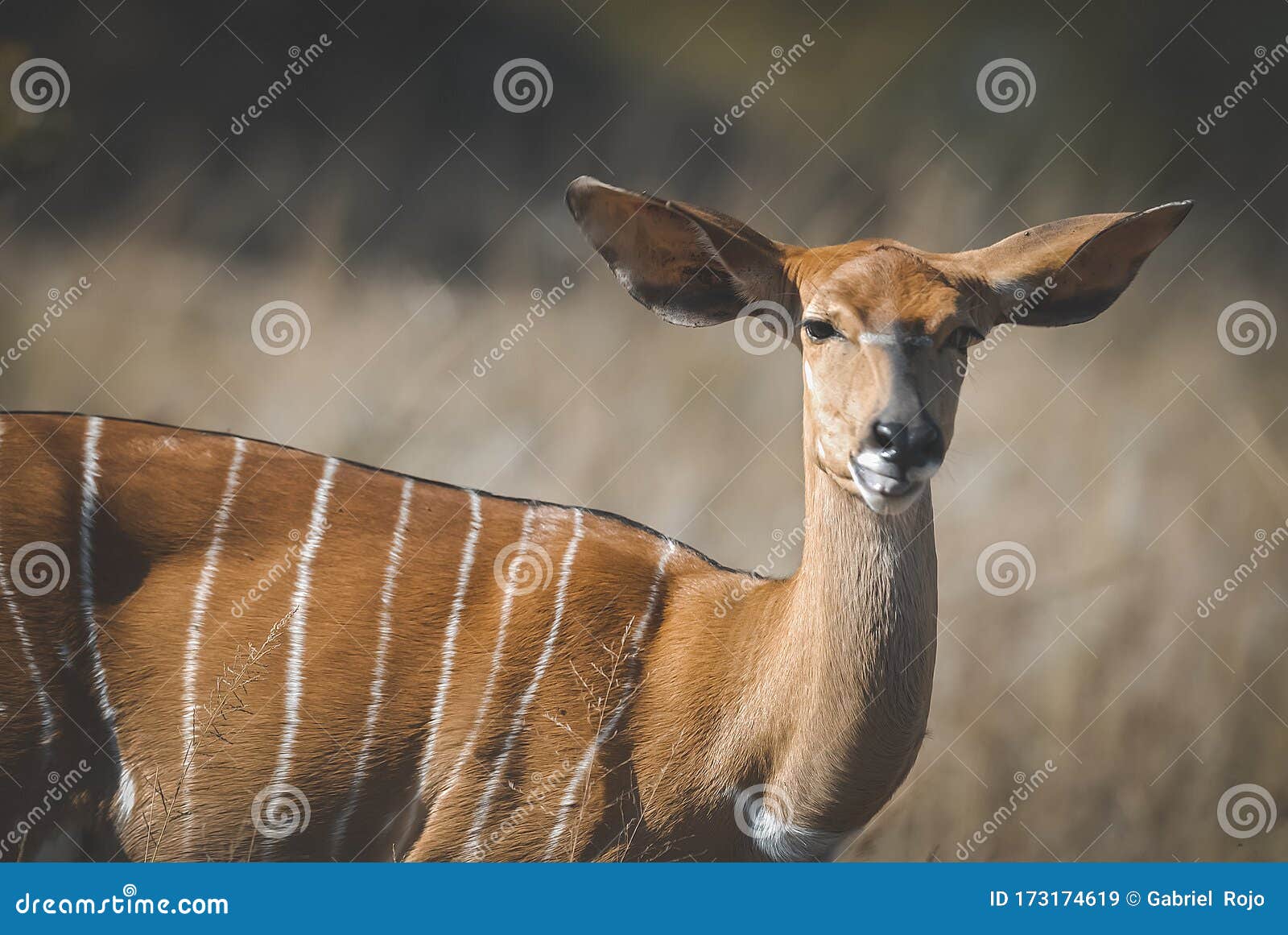 Nyala, South Africa stock image. Image of endangered - 173174619