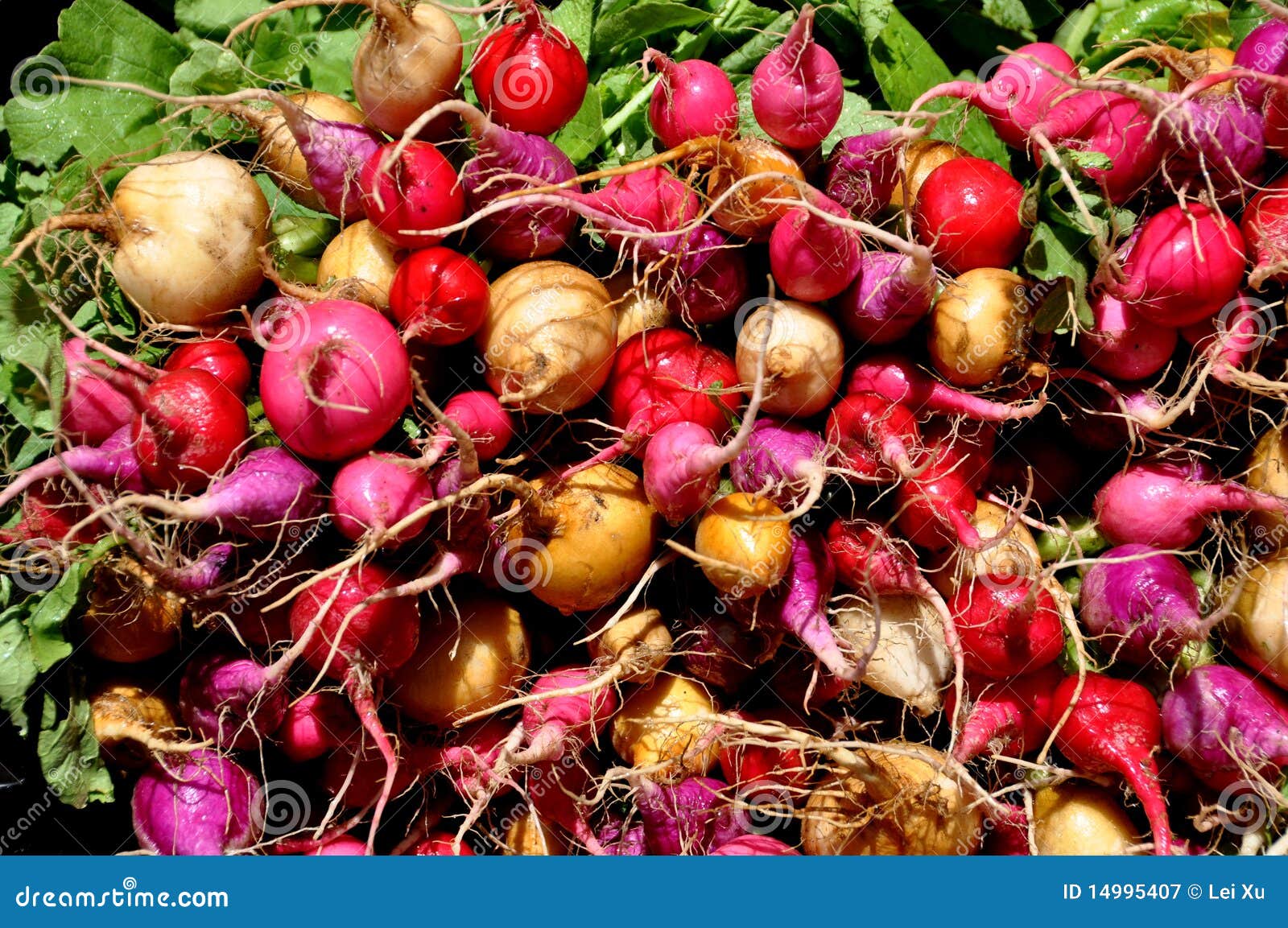 NYC: Multi-coloured Radishes Stock Image - Image of display, york: 14995407