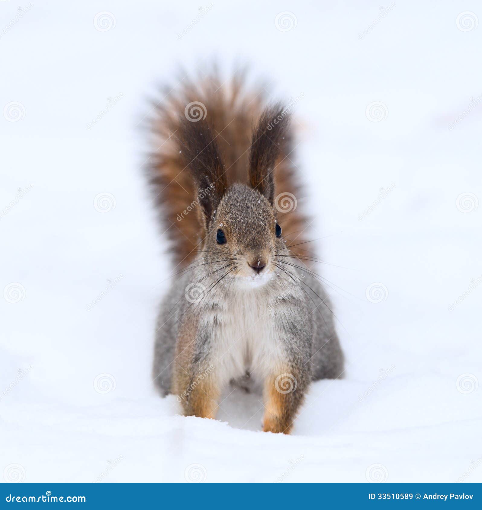 Nyfiken ekorre fotografering för bildbyråer. Bild av vitt - 33510589